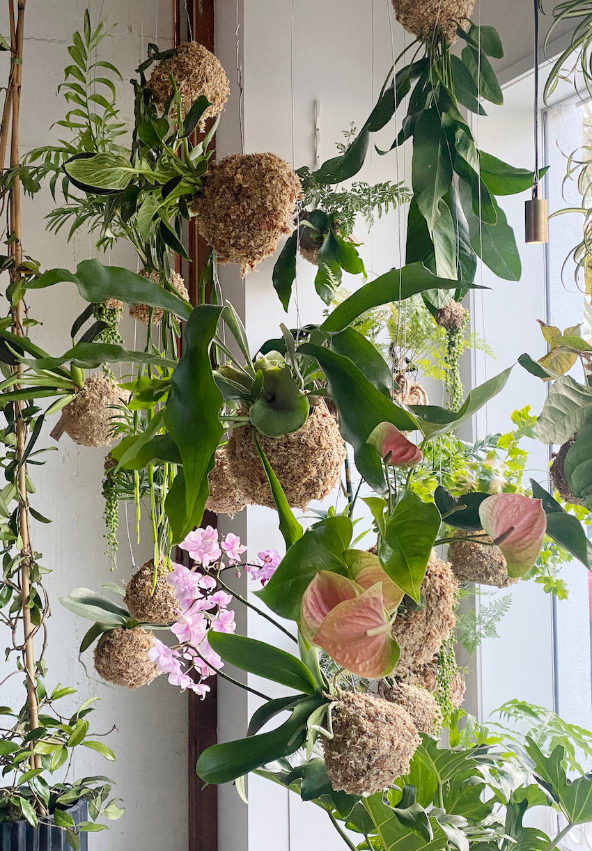 Kokedama nz - Hanging Kokedama & More – Babylon Store
