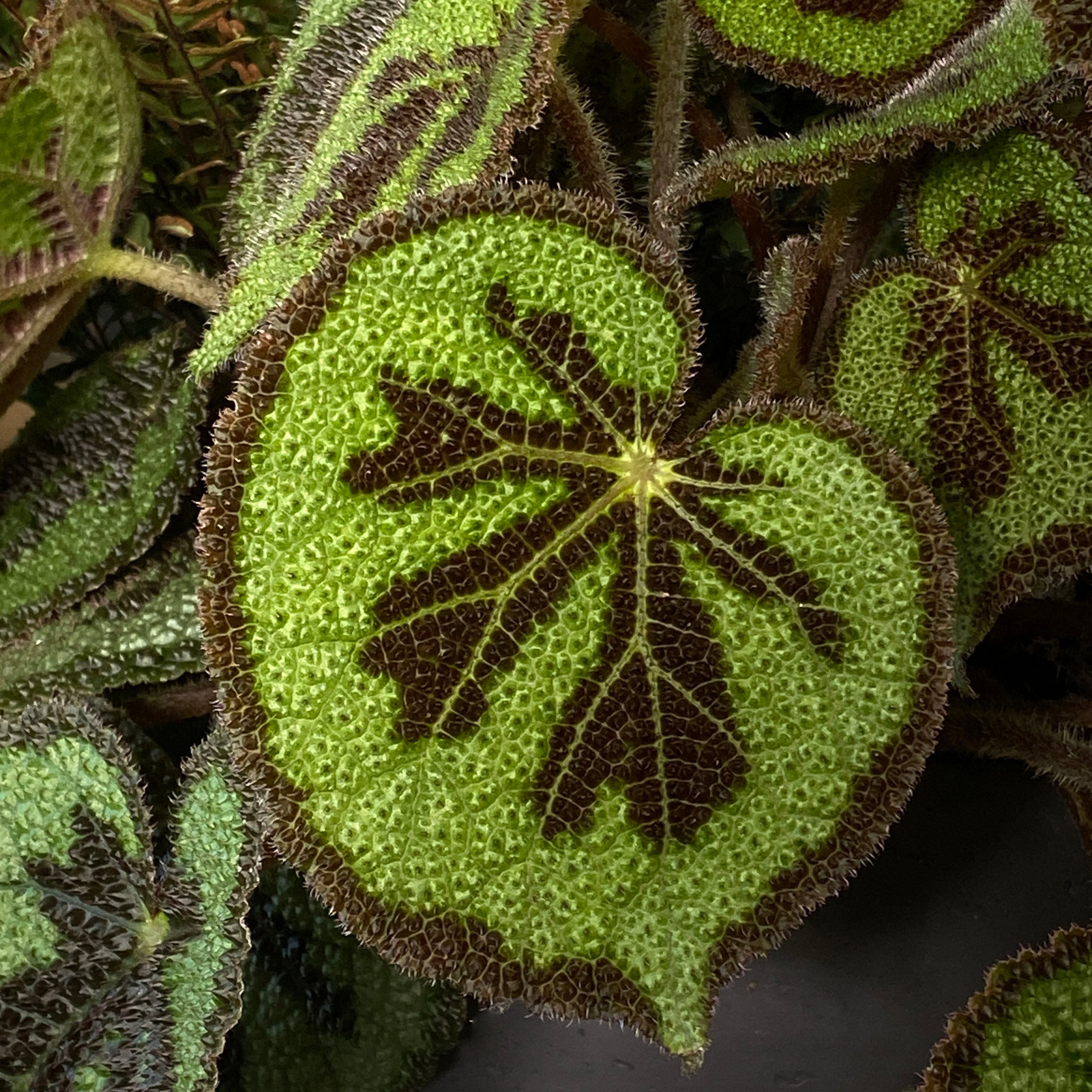 Bright Indirect Light – Babylon Store