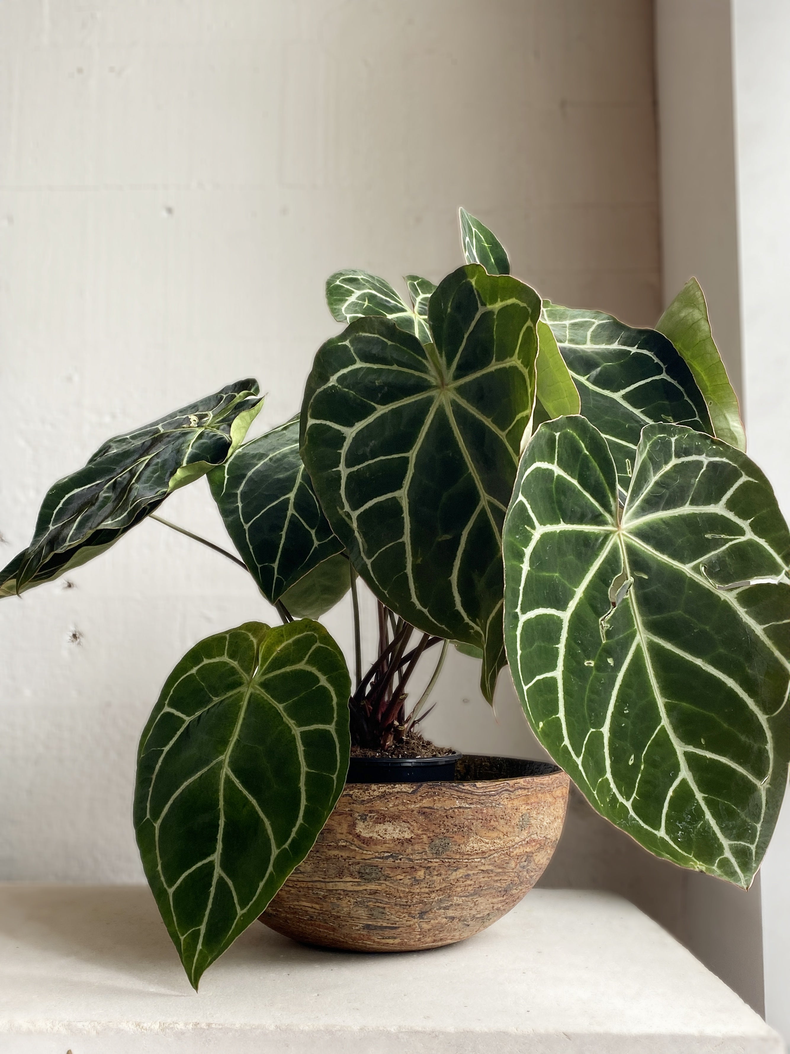 Unusual & collectable plants – Babylon Store