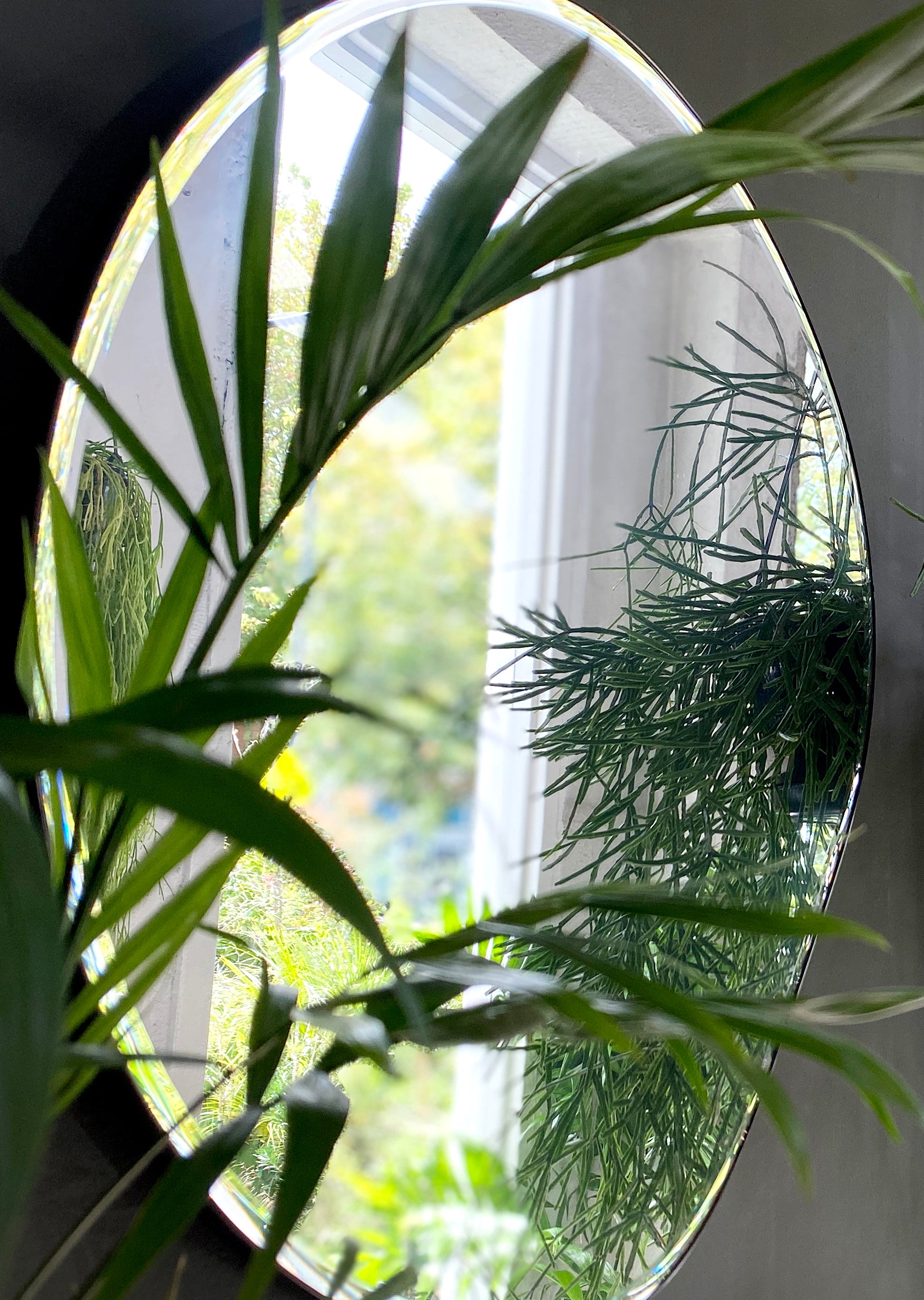 Hanging or trailing indoor plants – Babylon Store
