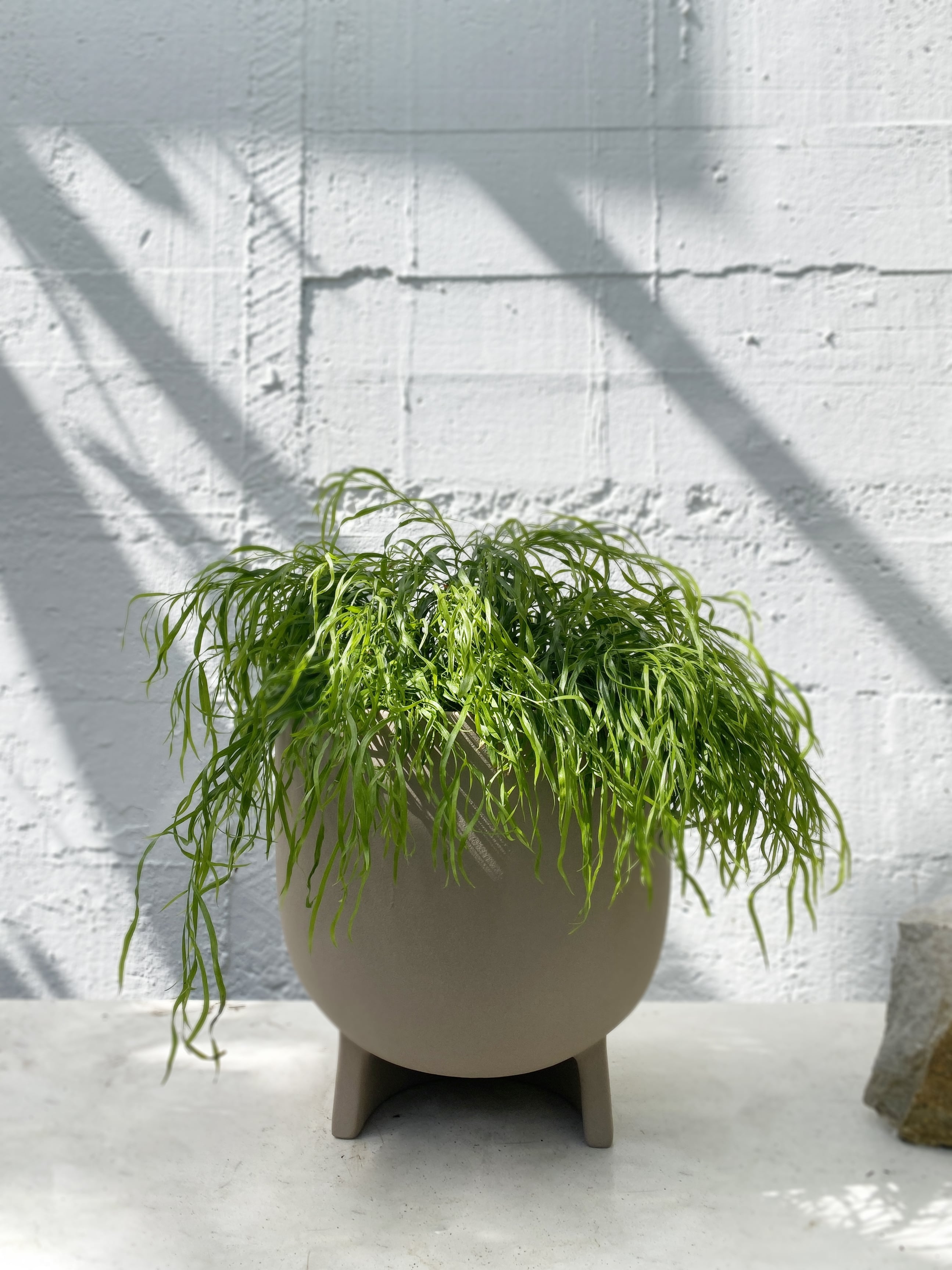 Acacia fettuccini – Babylon Store