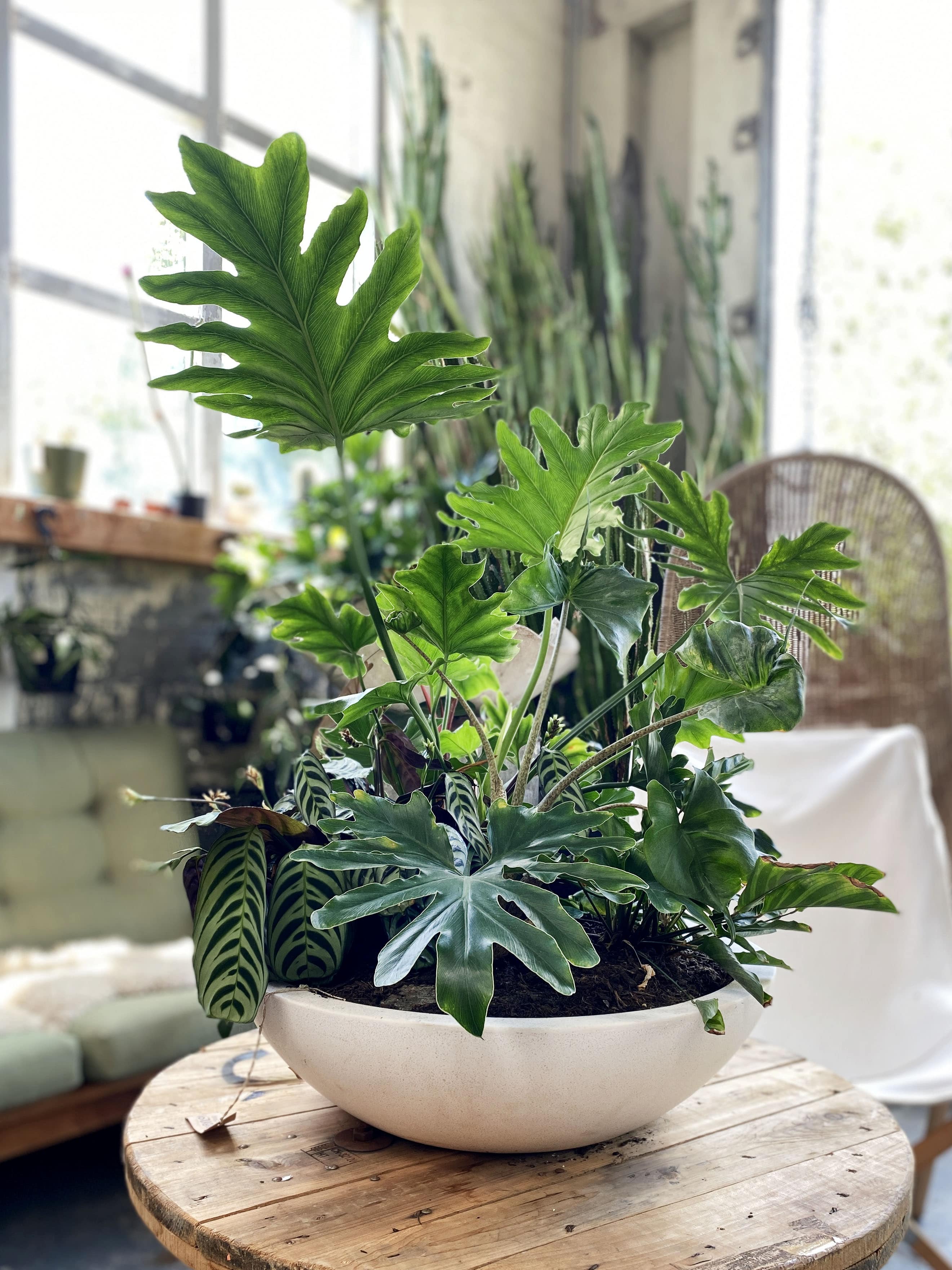 Bianca Lush Bowl set – Babylon Store