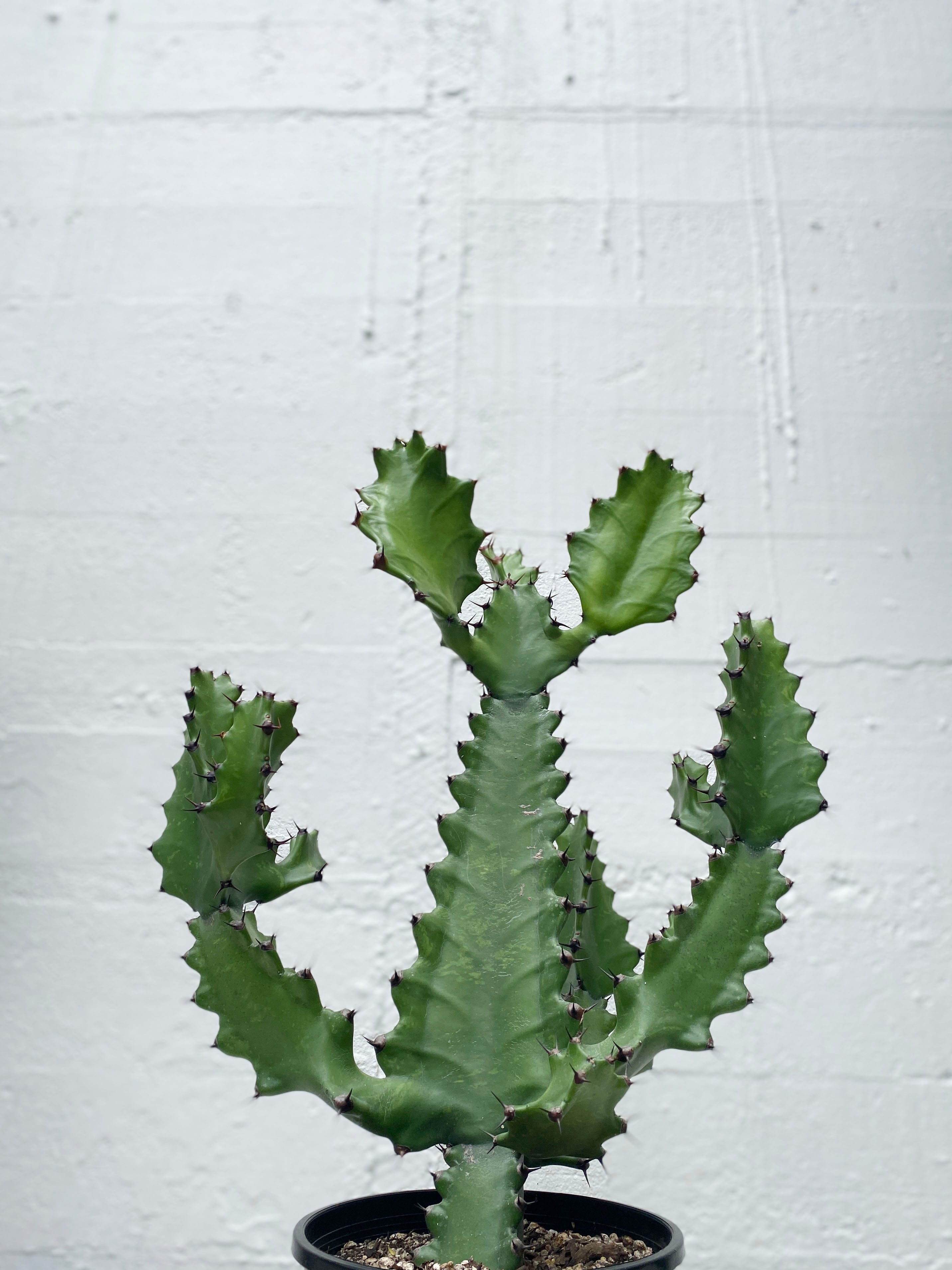 Euphorbia antiquorum – Babylon Store