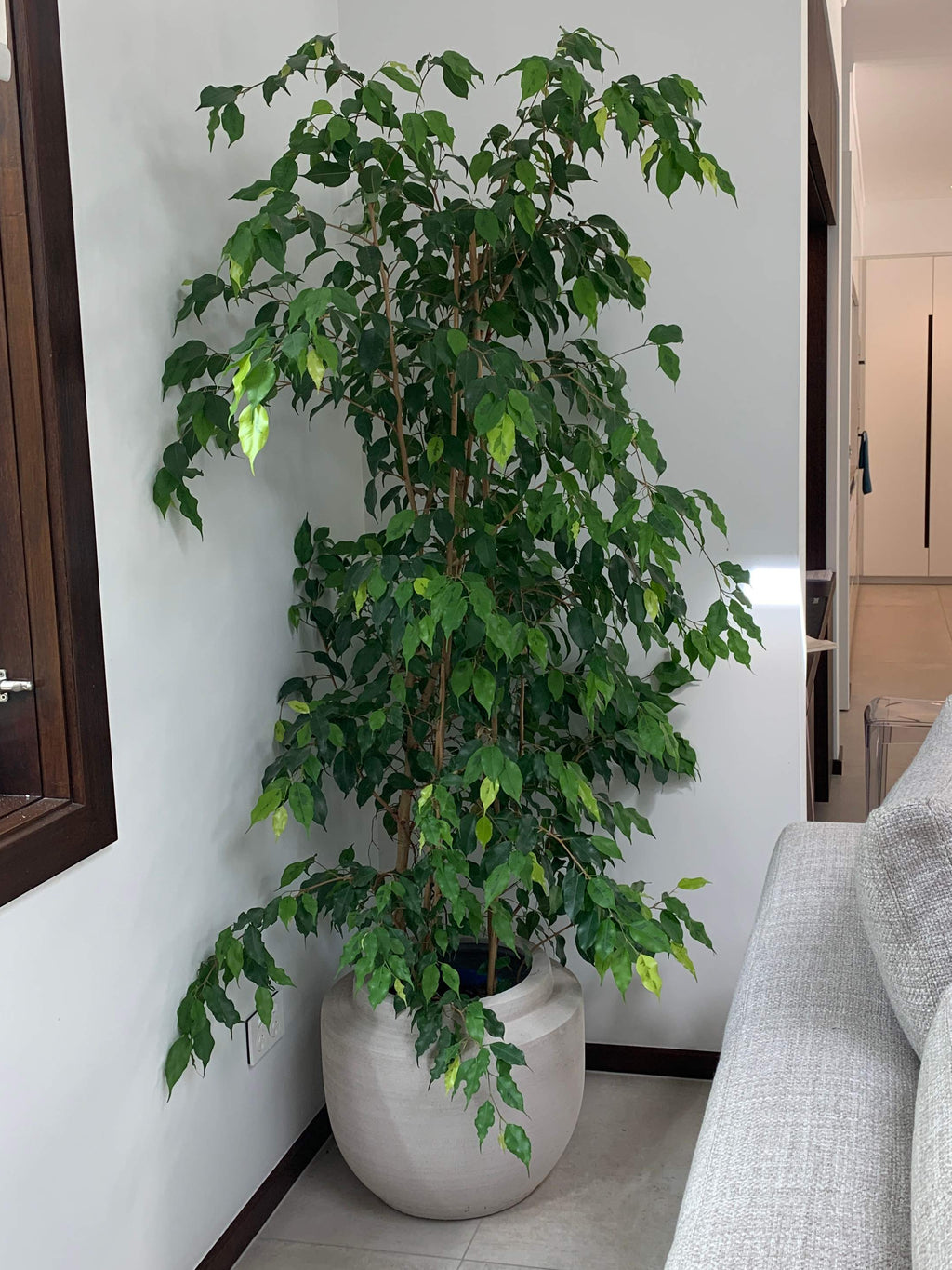 Ficus Reginald – Babylon Store