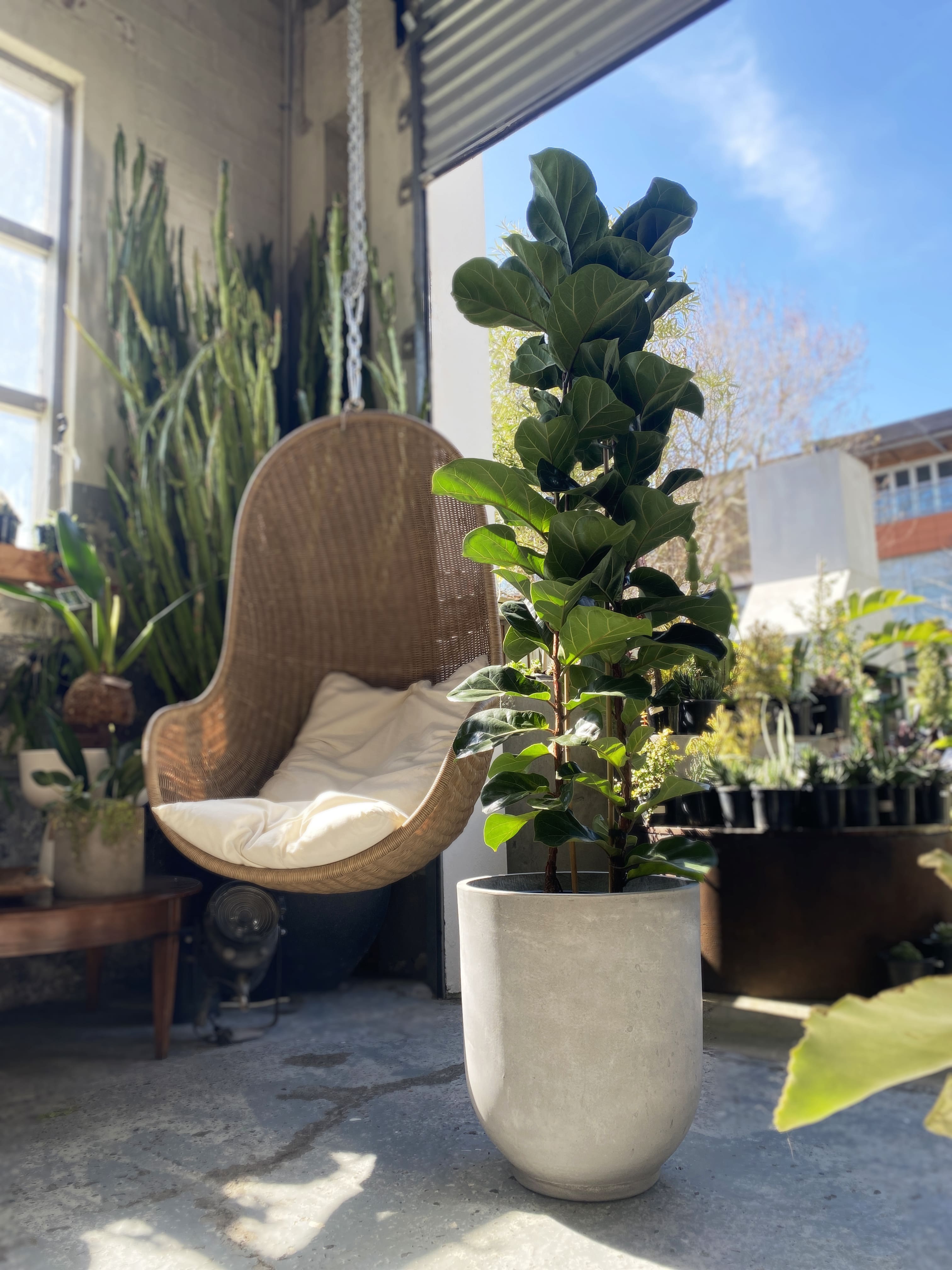 Ficus Lyrata Bambino – Babylon Store