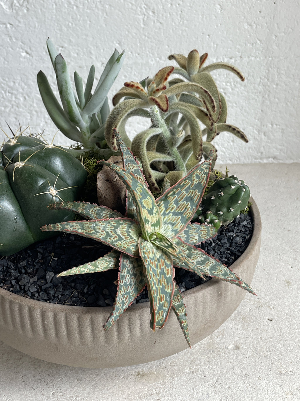 Kristina Dam Succulent SET – Babylon Store