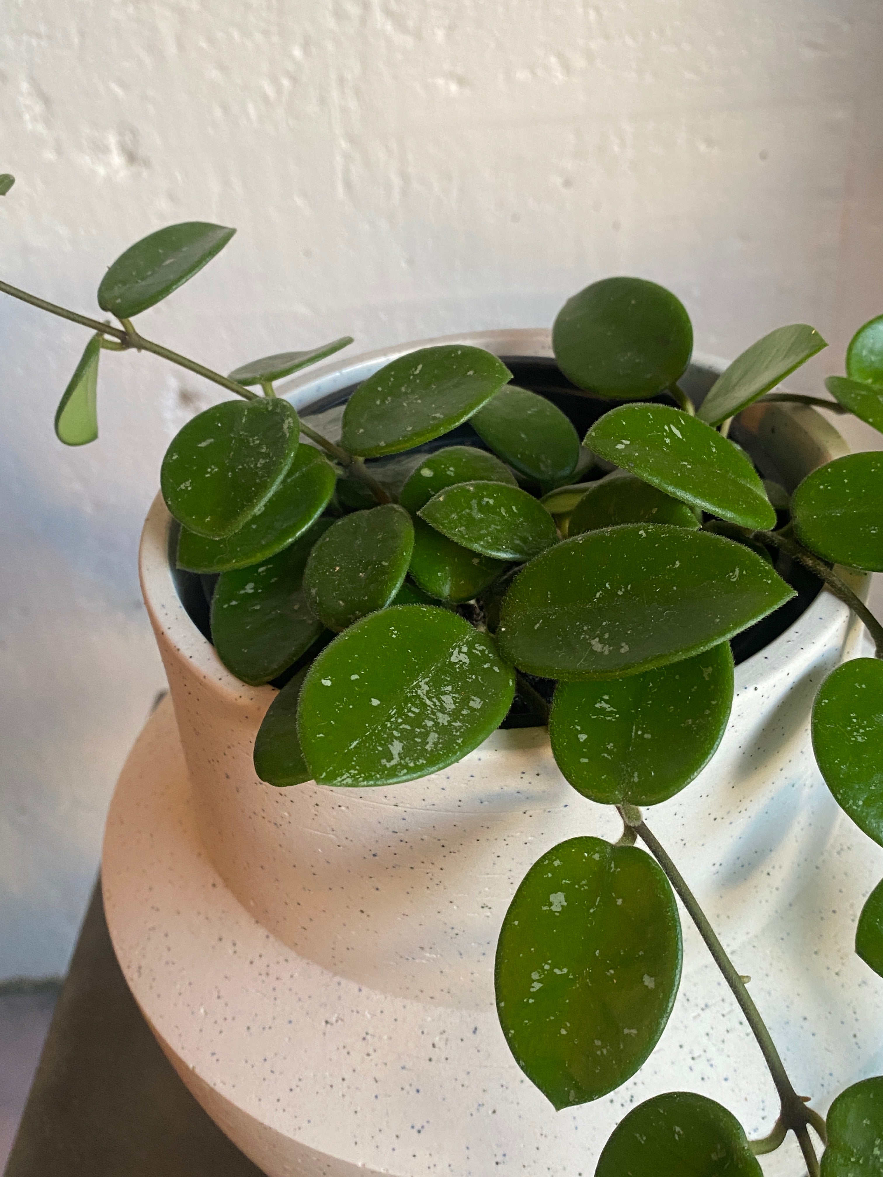 Hoya Mathilde – Babylon Store