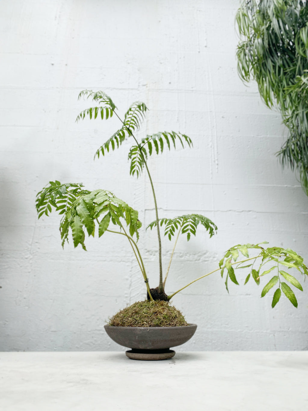 Ptisana salicina Kokedama - King fern – Babylon Store
