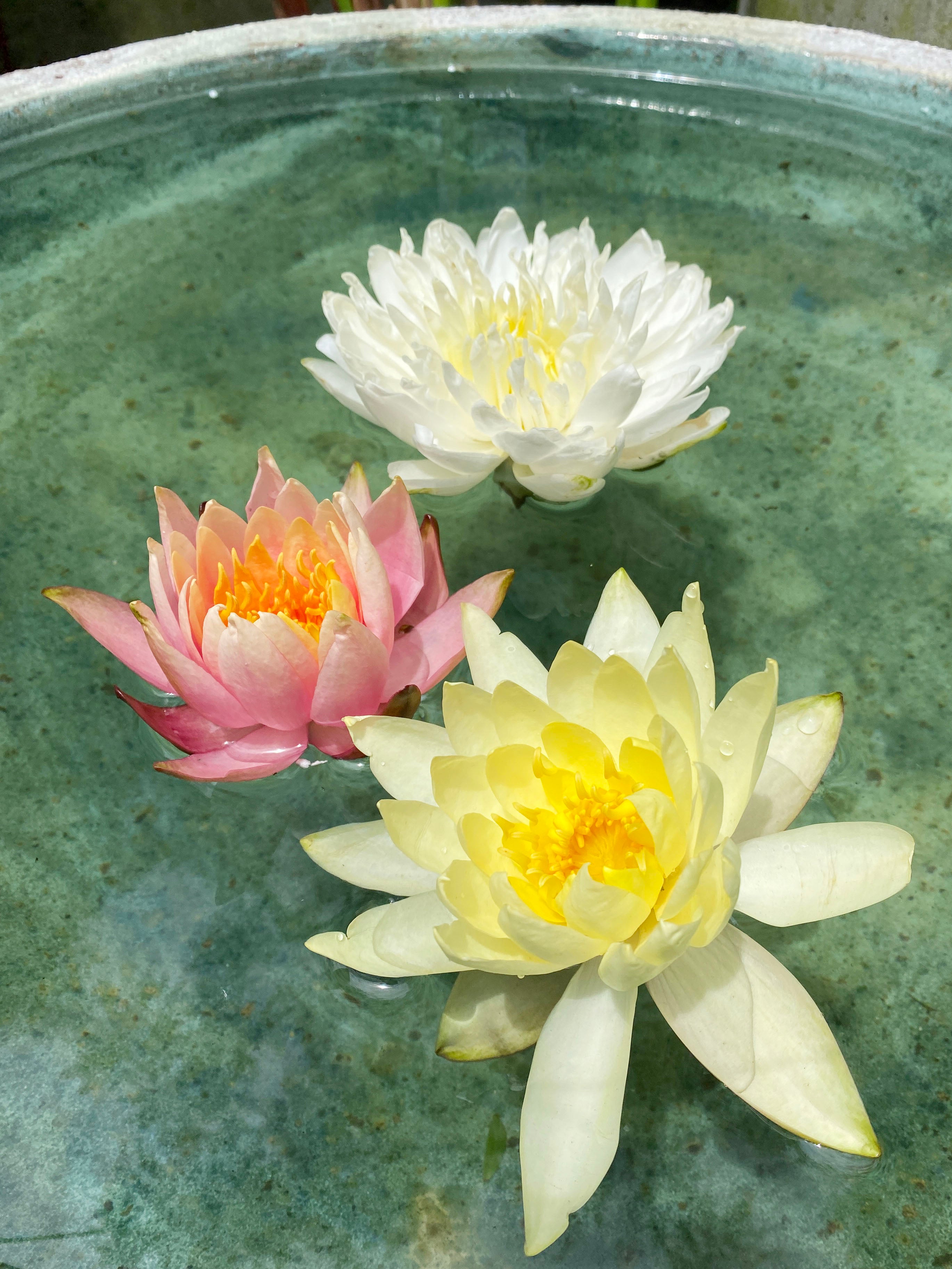 Lotus – Babylon Store