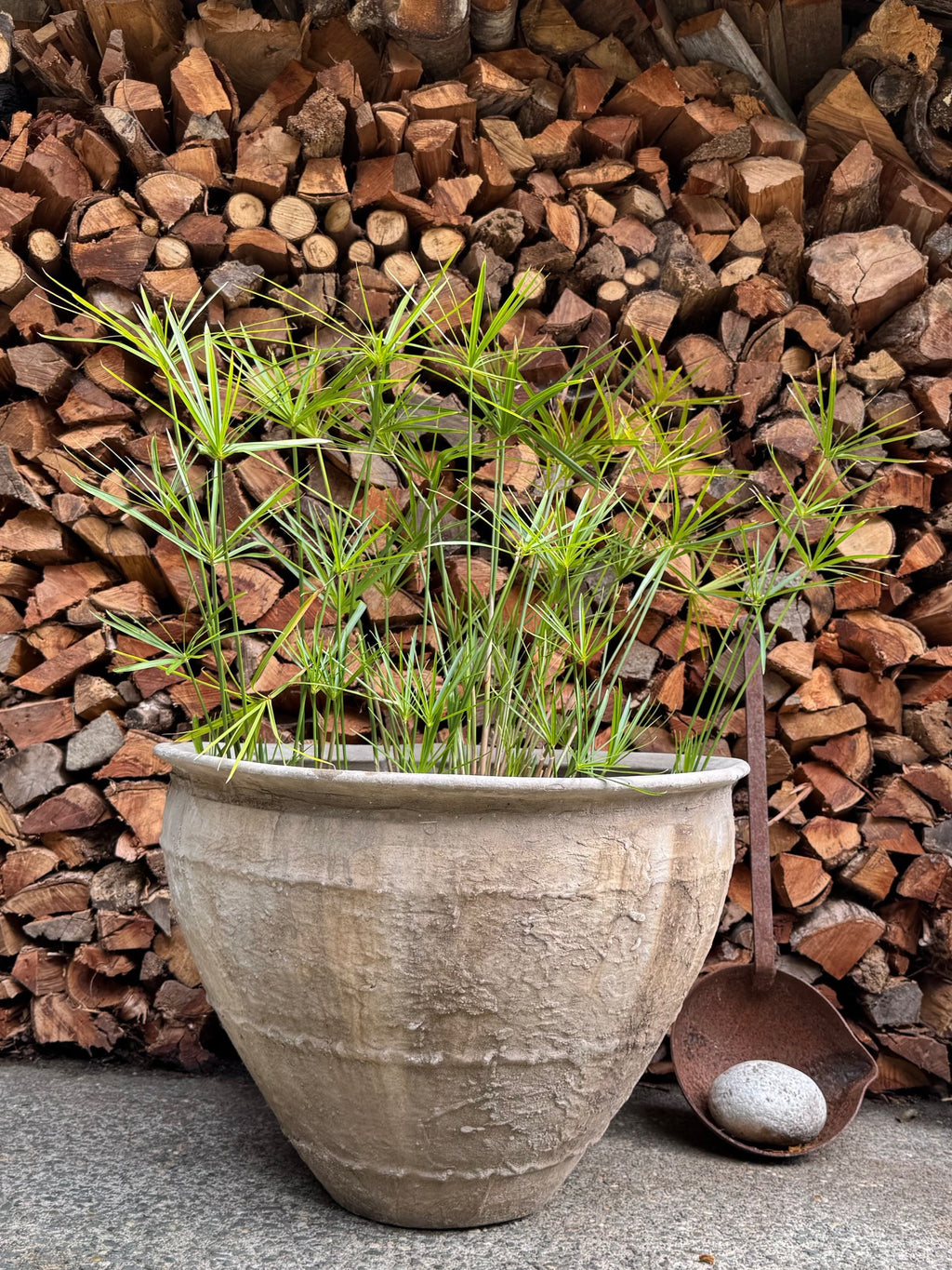 Cyperus alternifolius – Babylon Store