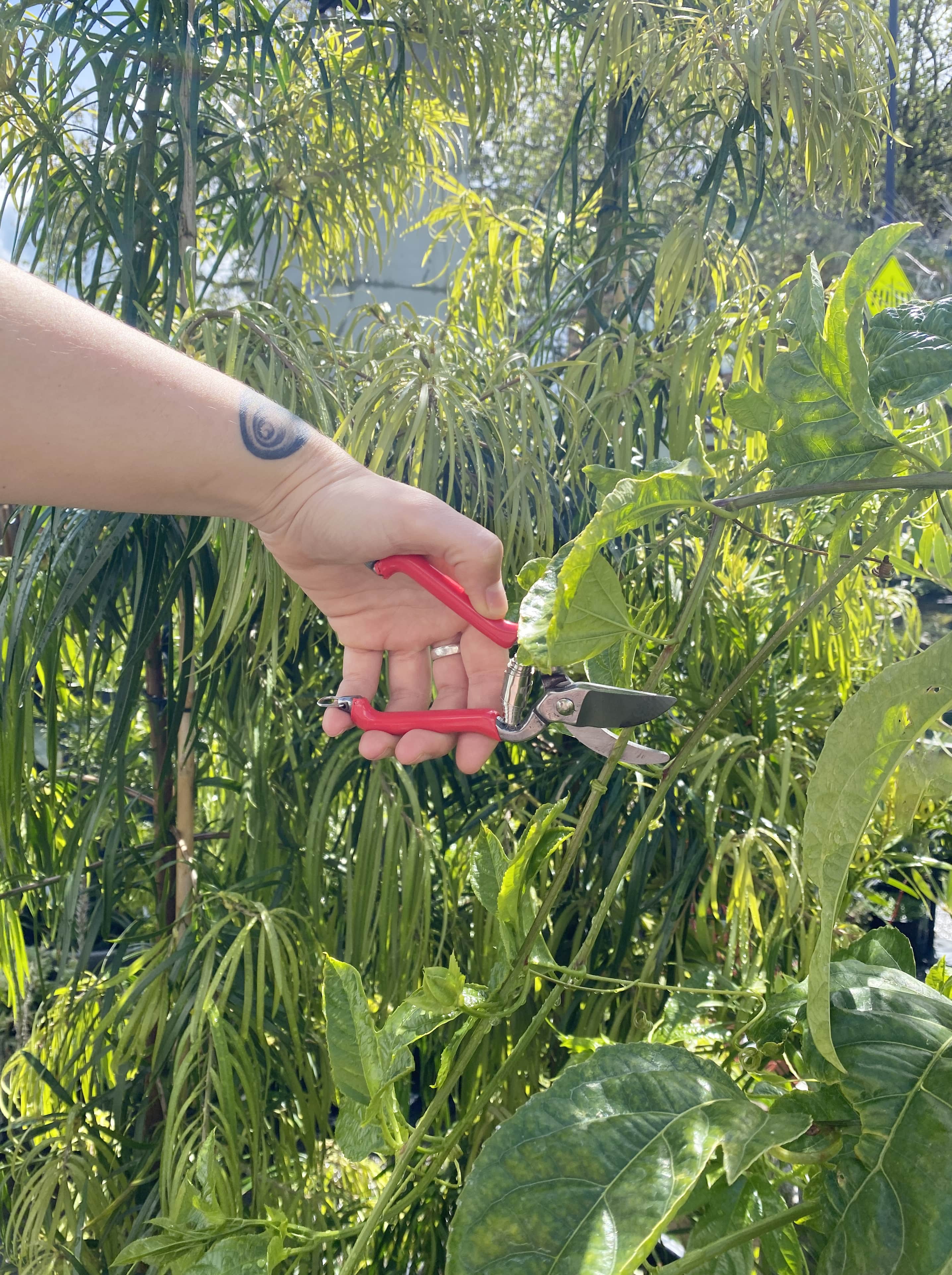 Pruner mini red handle – Babylon Store