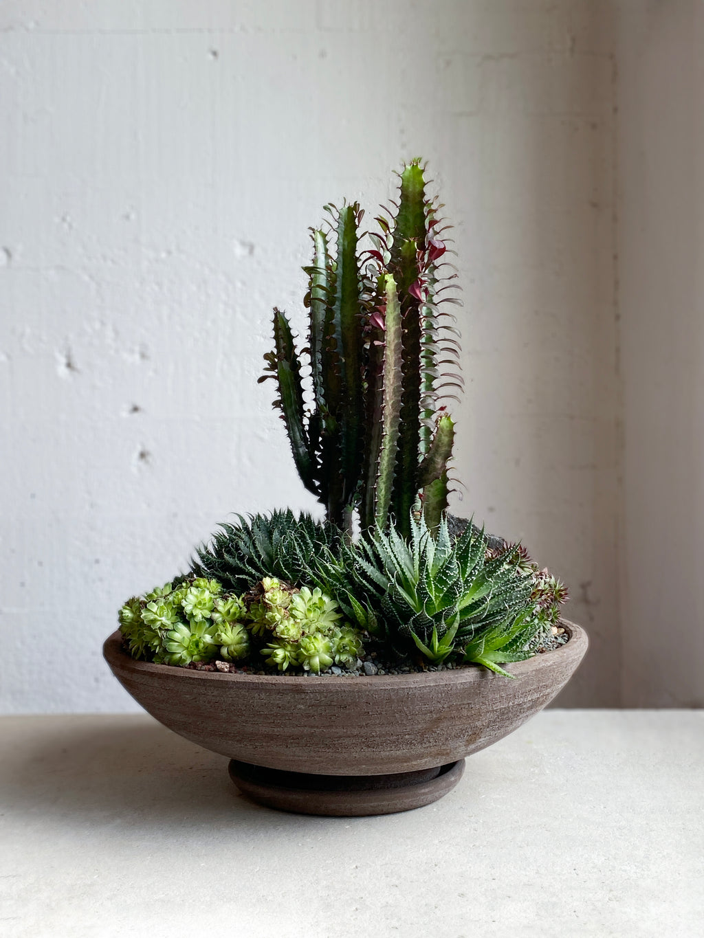 Ada's Succulent Set – Babylon Store