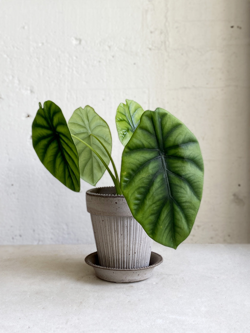 Alocasia 'Green Shield' – Babylon Store