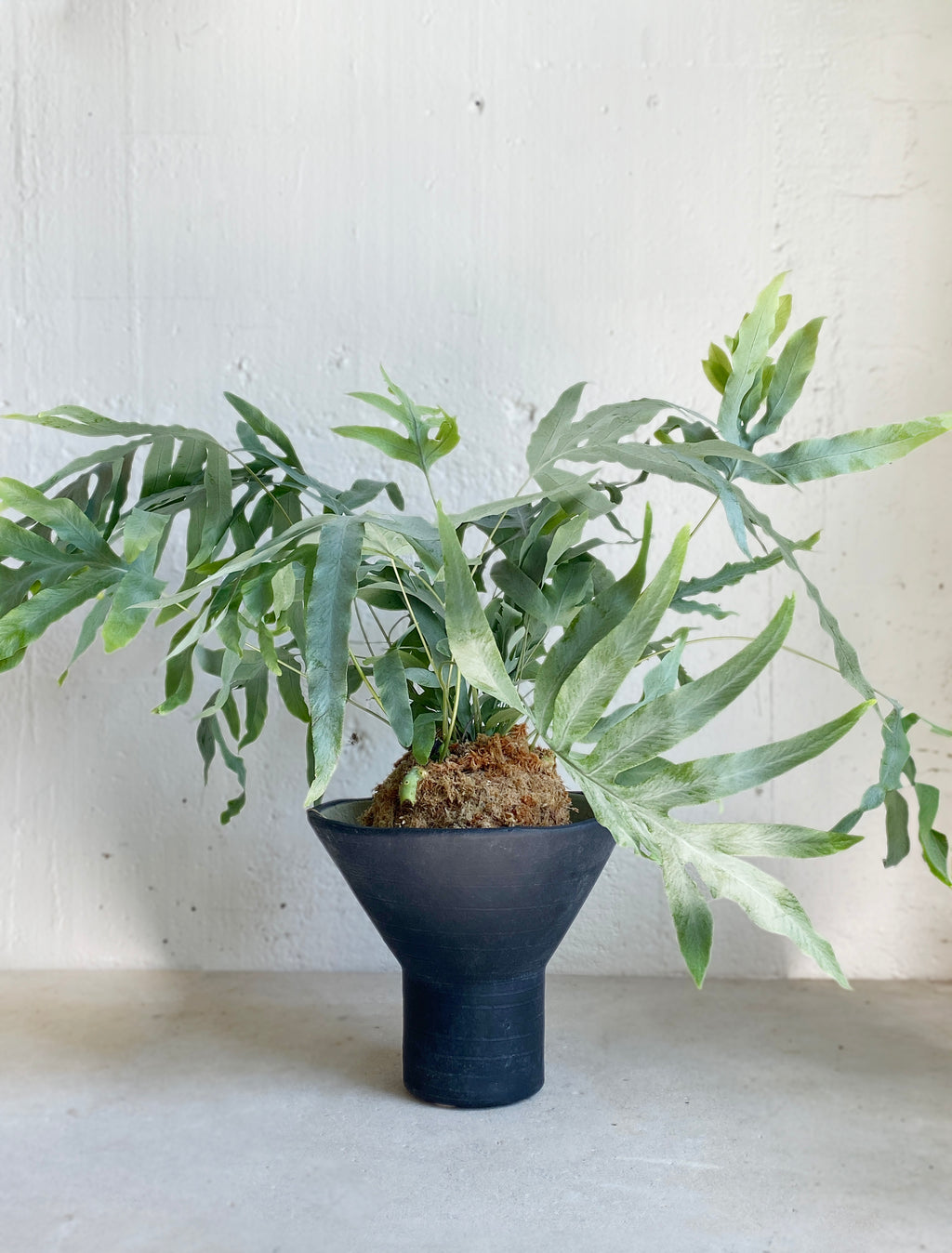 Balise wide mouth vase – Babylon Store