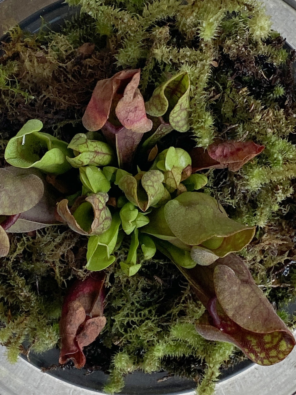 Sarracenia – Babylon Store