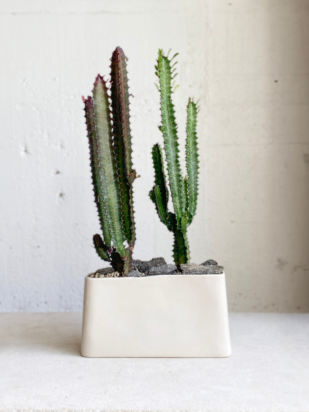 Haan Euphorbia SET – Babylon Store