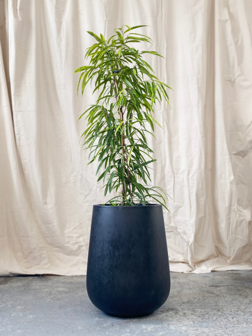 Ficus Amstel Green Gold – Babylon Store
