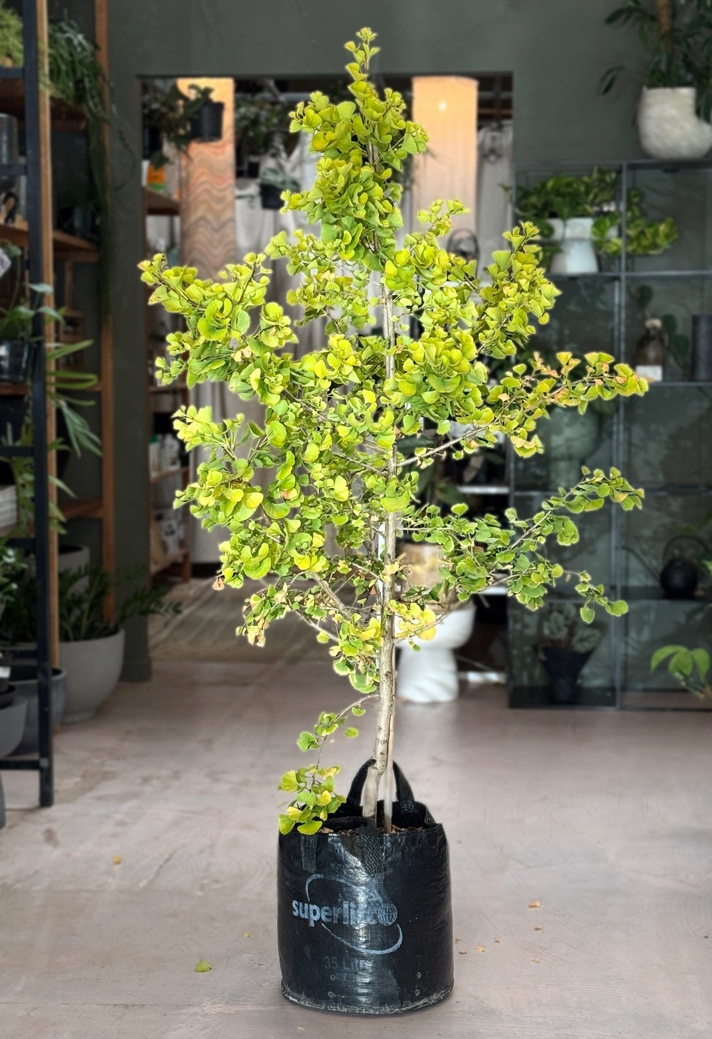 Ginkgo 'Jade butterflies' – Babylon Store