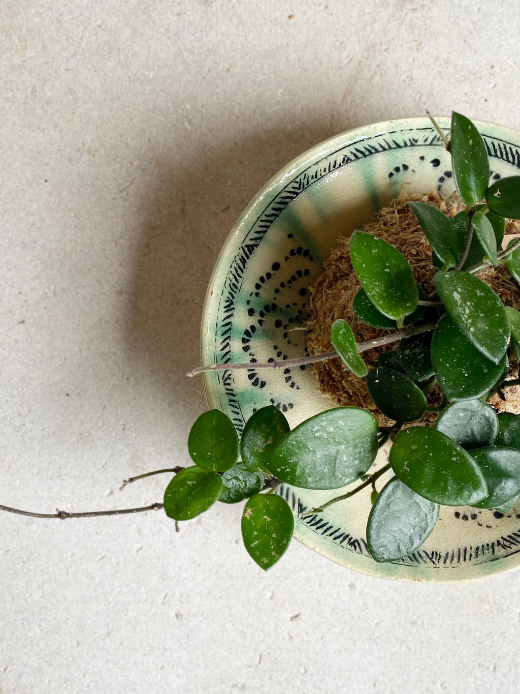 Hoya mathilde Kokedama – Babylon Store