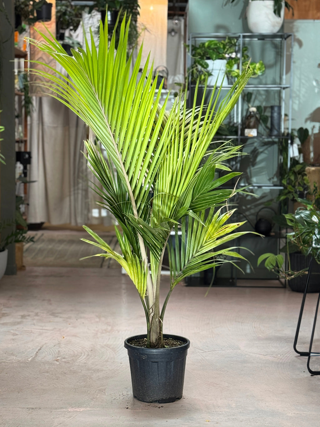 Nīkau – Babylon Store