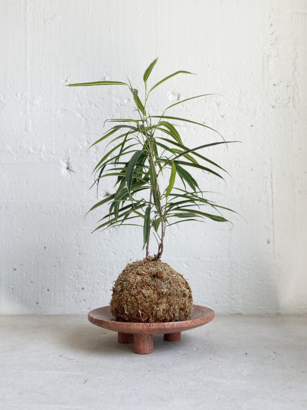 Ficus Petali Kokedama – Babylon Store