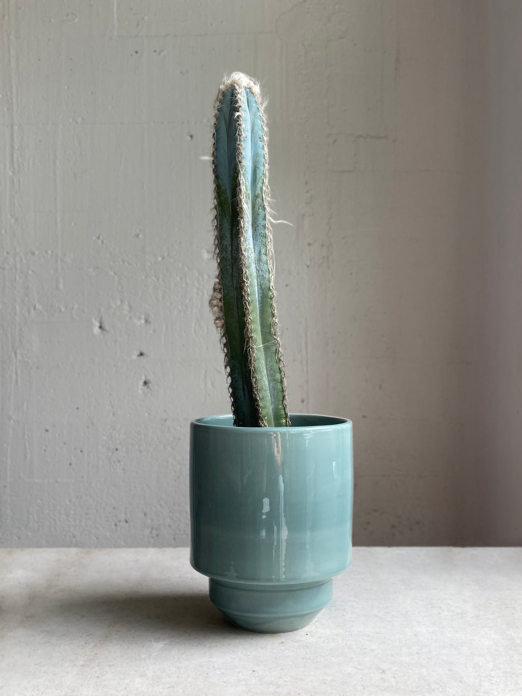 Pilosocereus glaucochros – Babylon Store