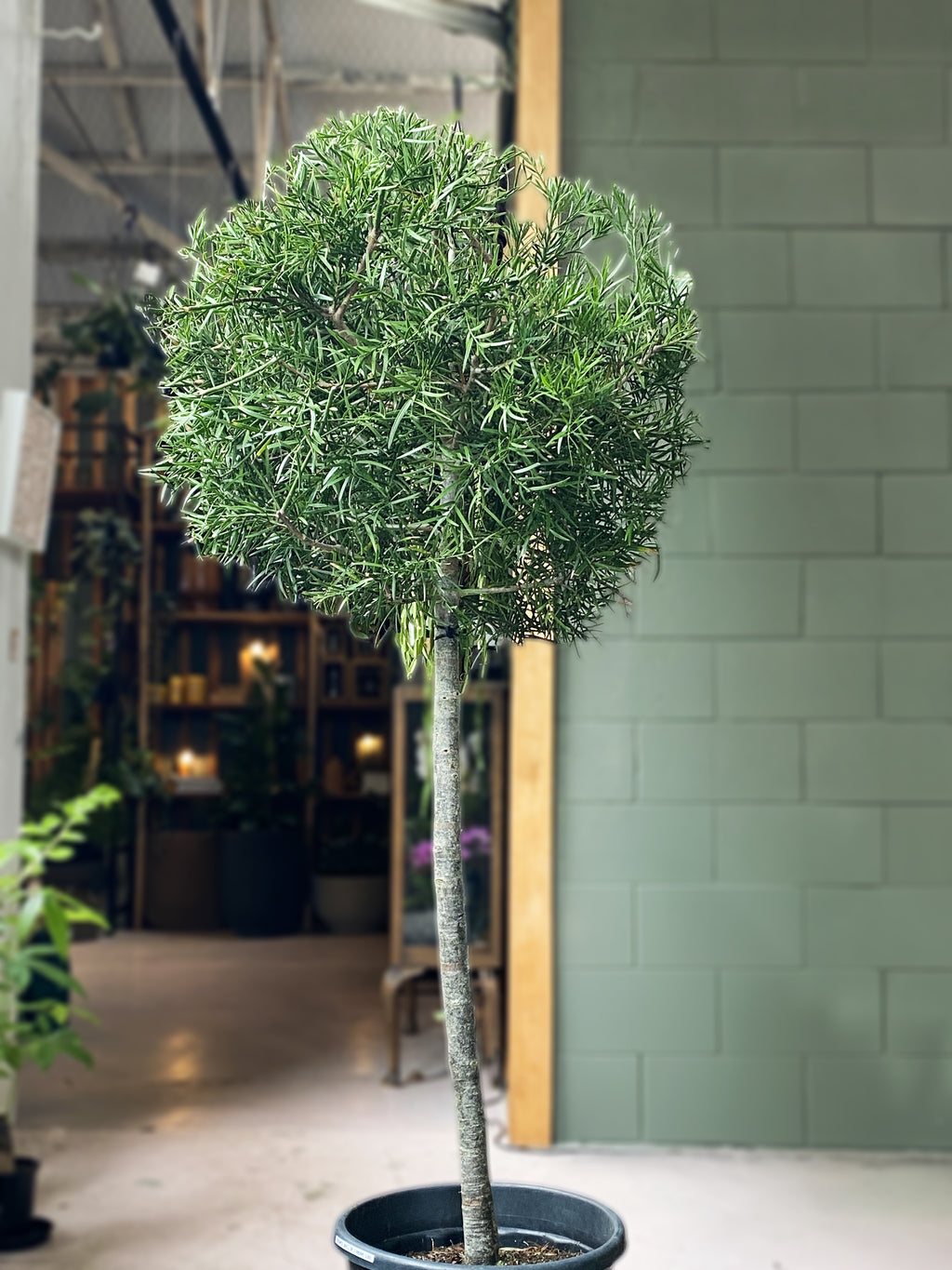 Podocarpus gracilior standards – Babylon Store