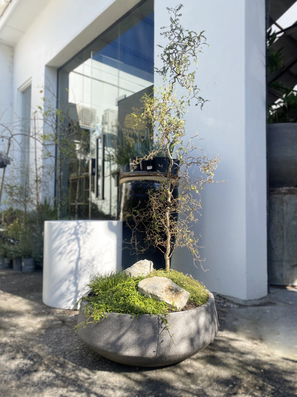 Sophora Kowhai Set – Babylon Store