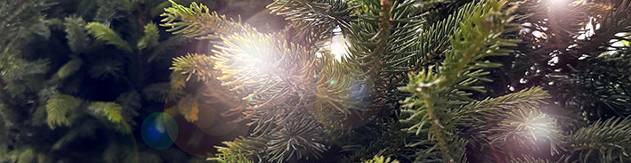 Spruce up the season – Babylon Store