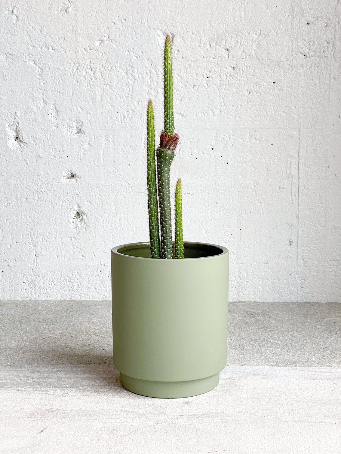 Cacti & succulents – Babylon Store