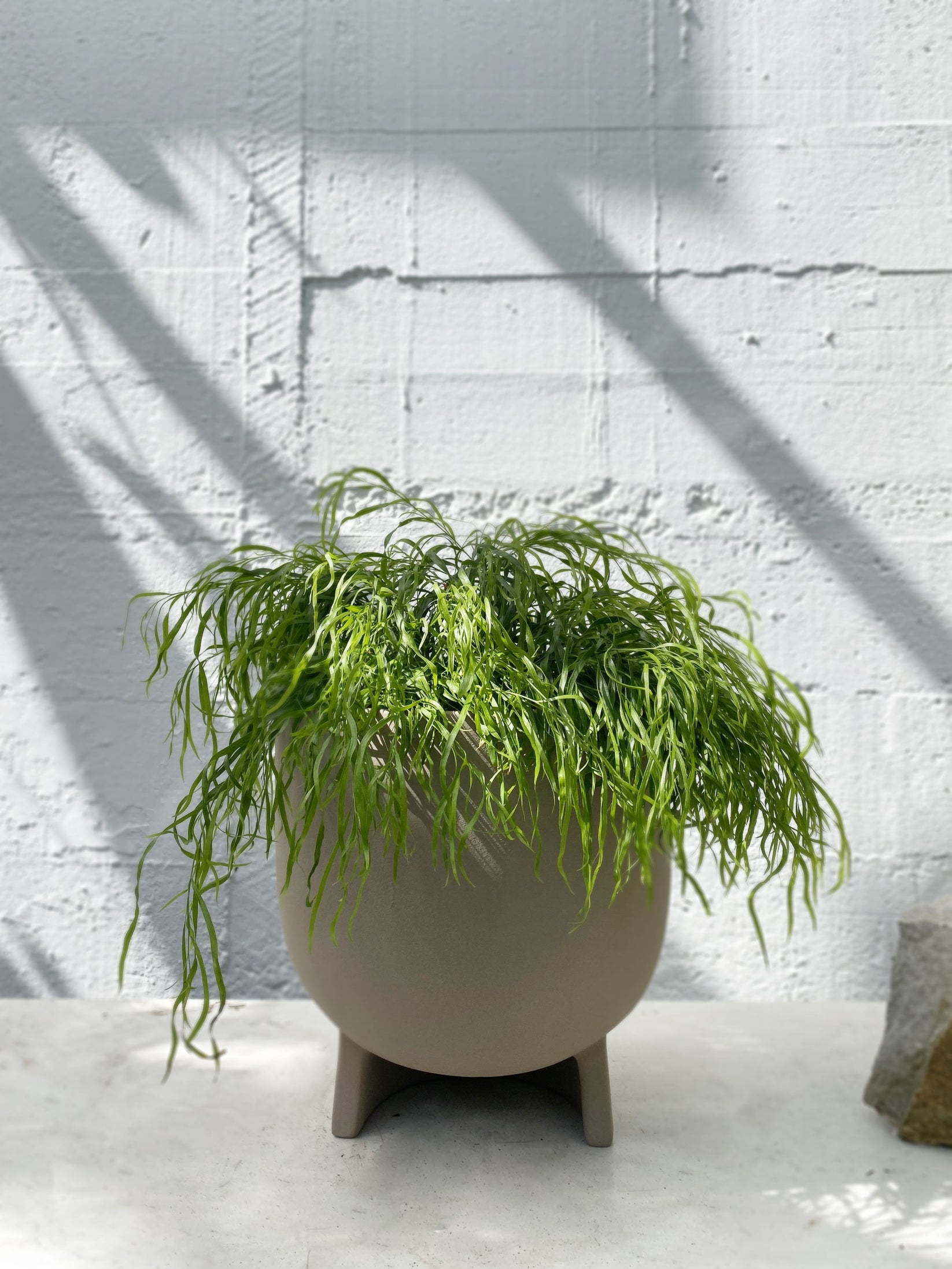 Acacia fettuccini – Babylon Store