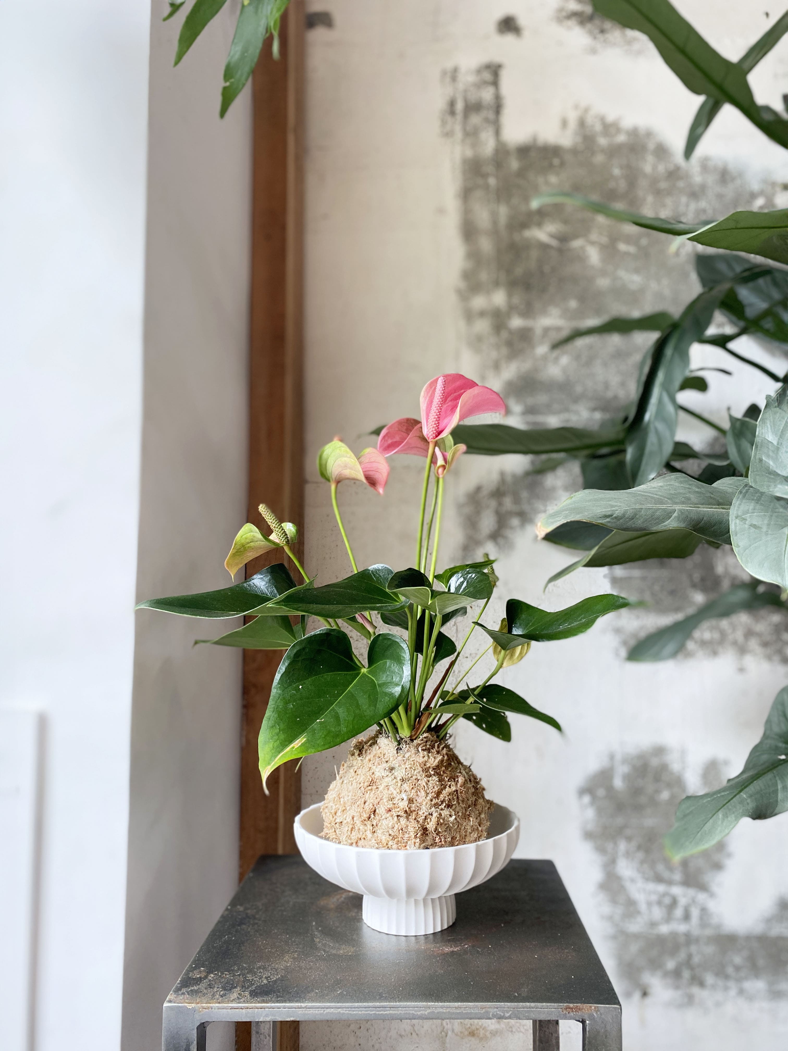 Grace kokedama stand – Babylon Store