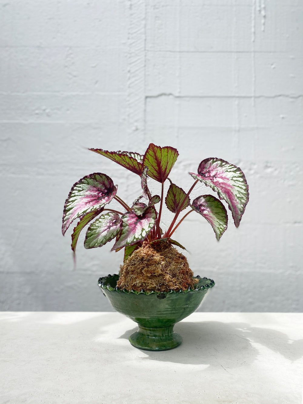 Emerald Thyme – Babylon Store