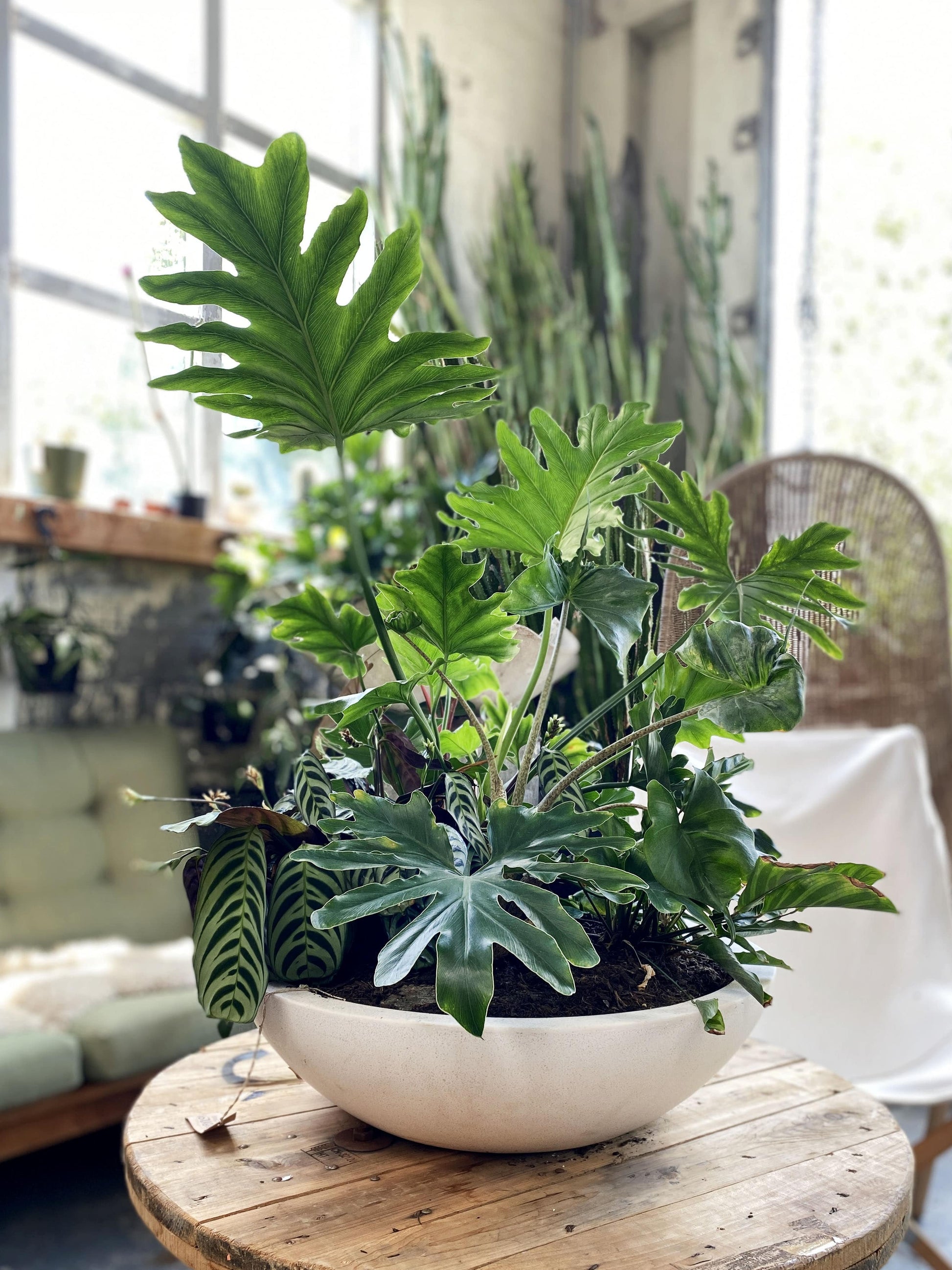 Bianca Lush Bowl set – Babylon Store