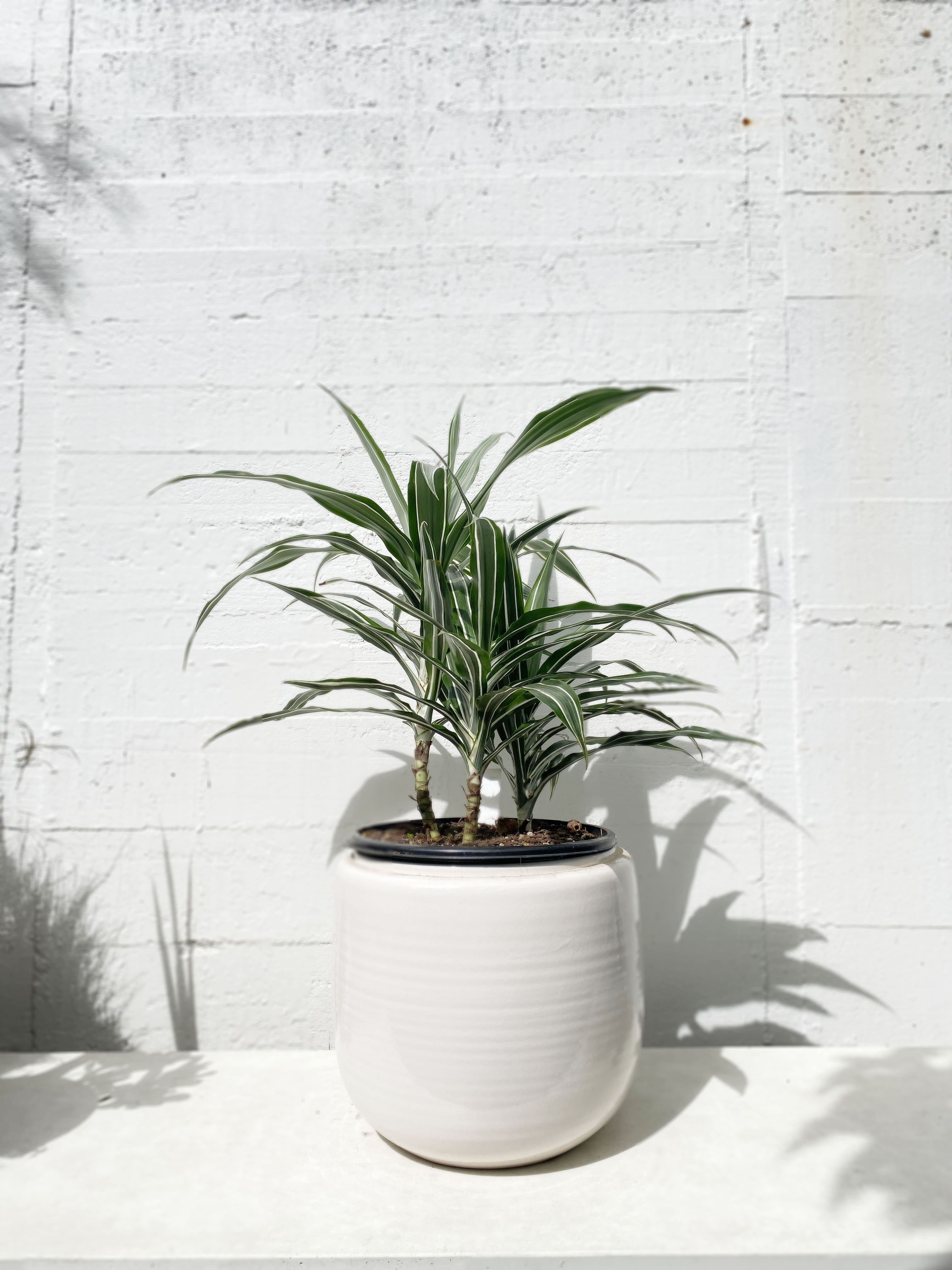 Dracaena 'Warneckii' – Babylon Store