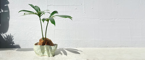 Emerald Thyme – Babylon Store