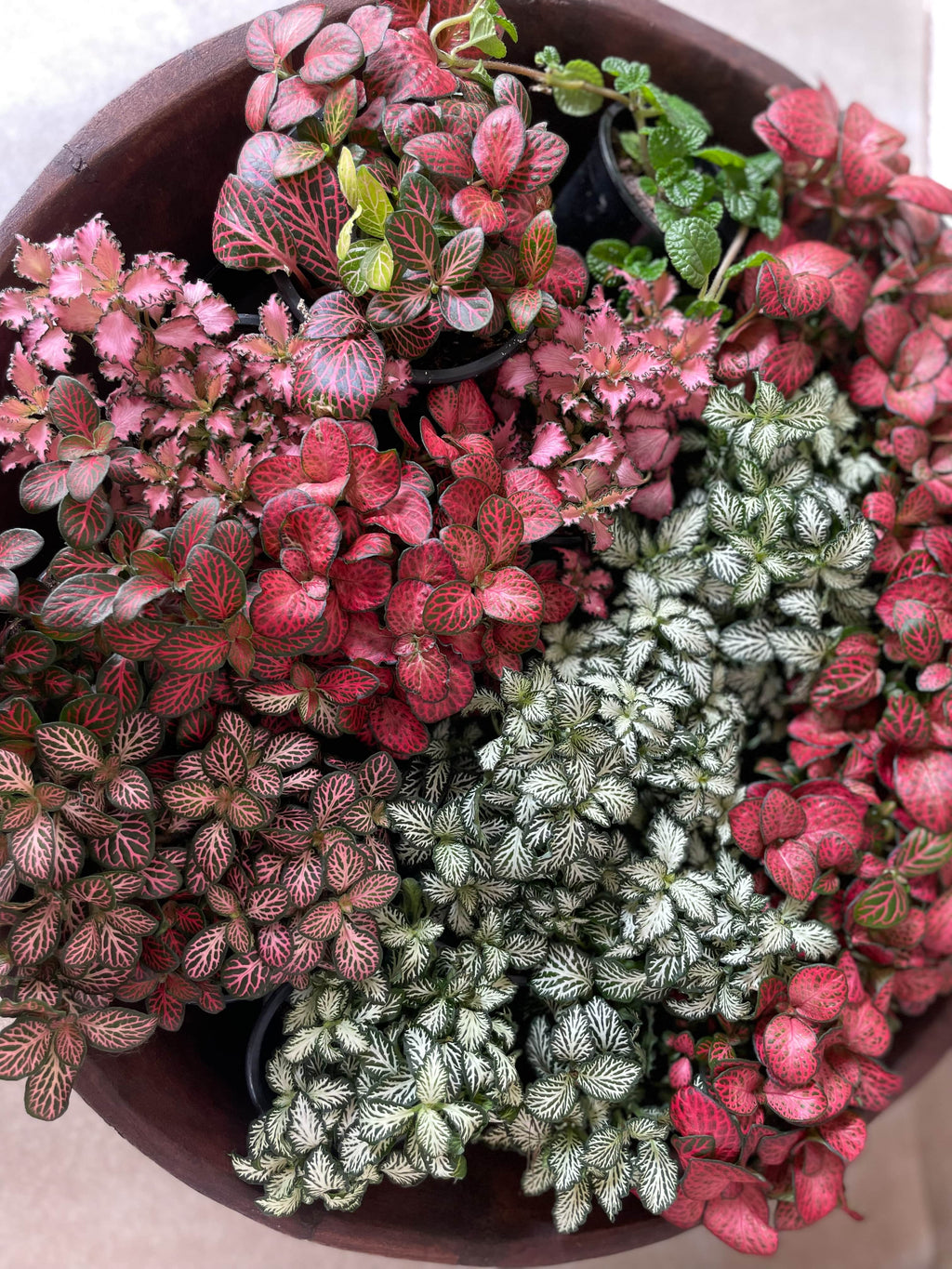 Fittonia - Nerve or Mosaic Plant – Babylon Store
