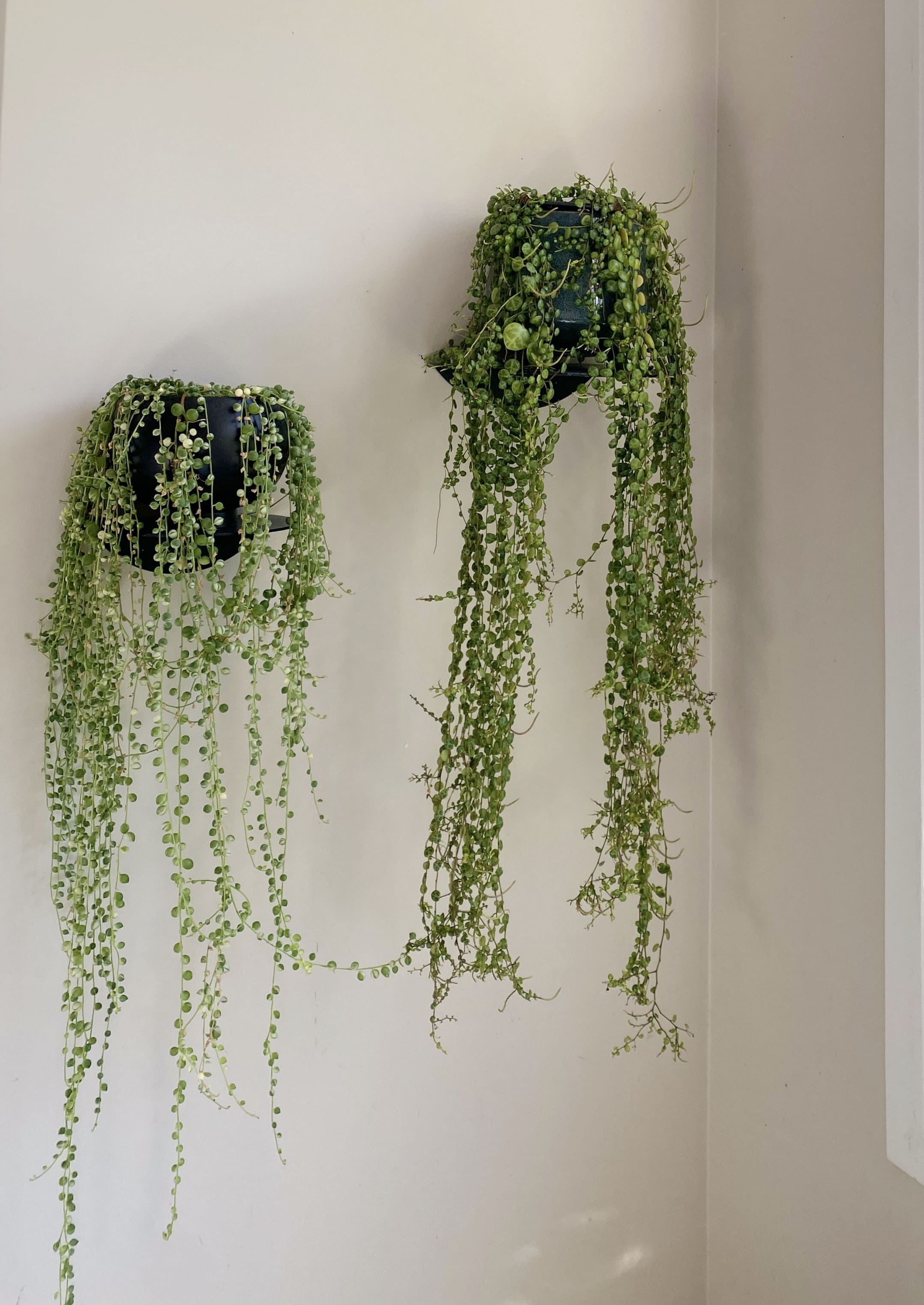 Curio rowleyanus 'string of pearls' – Babylon Store