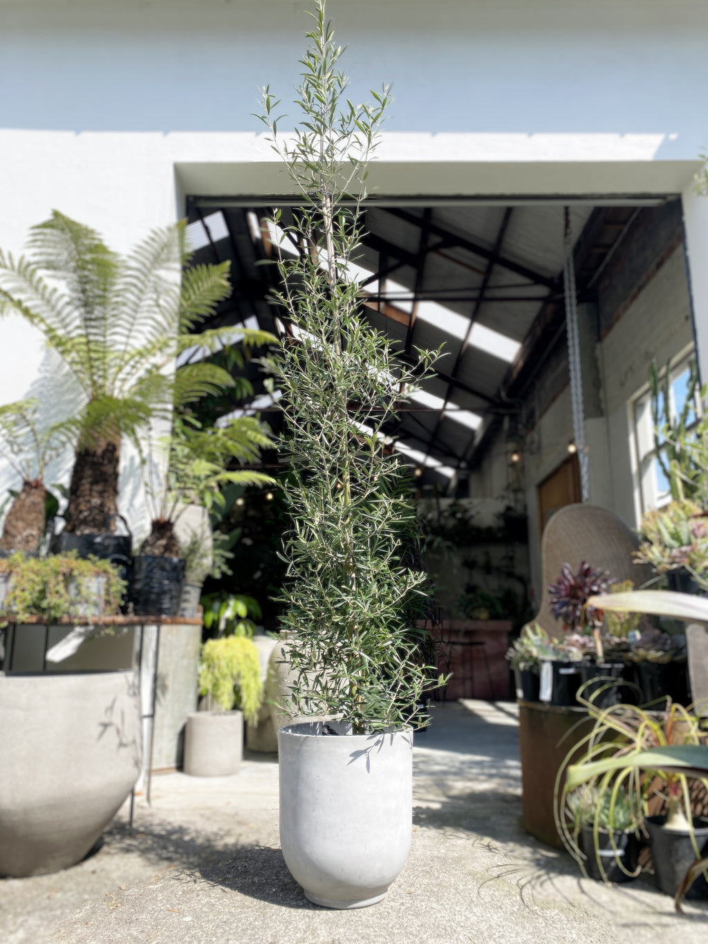 Olea - Olive Tree Large Grade – Babylon Store