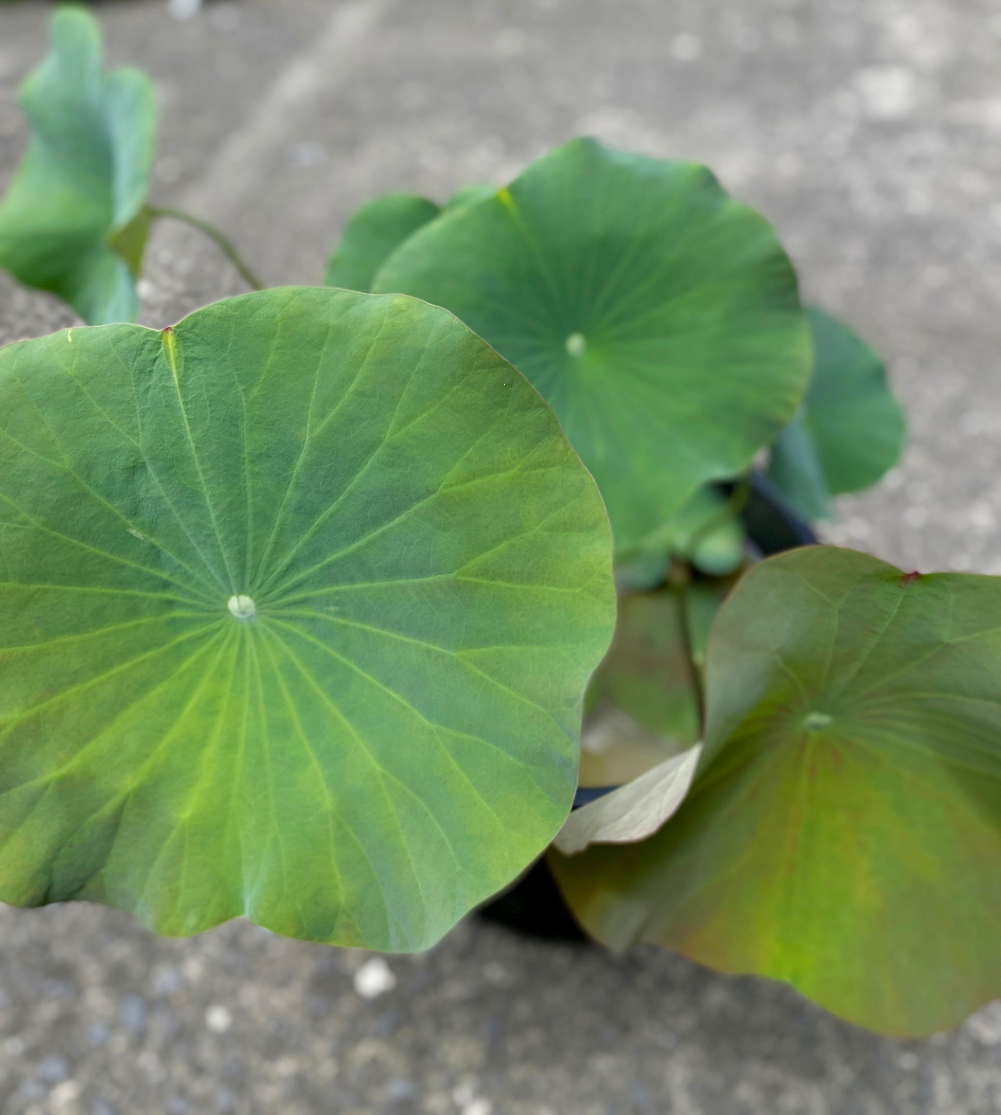 Lotus – Babylon Store