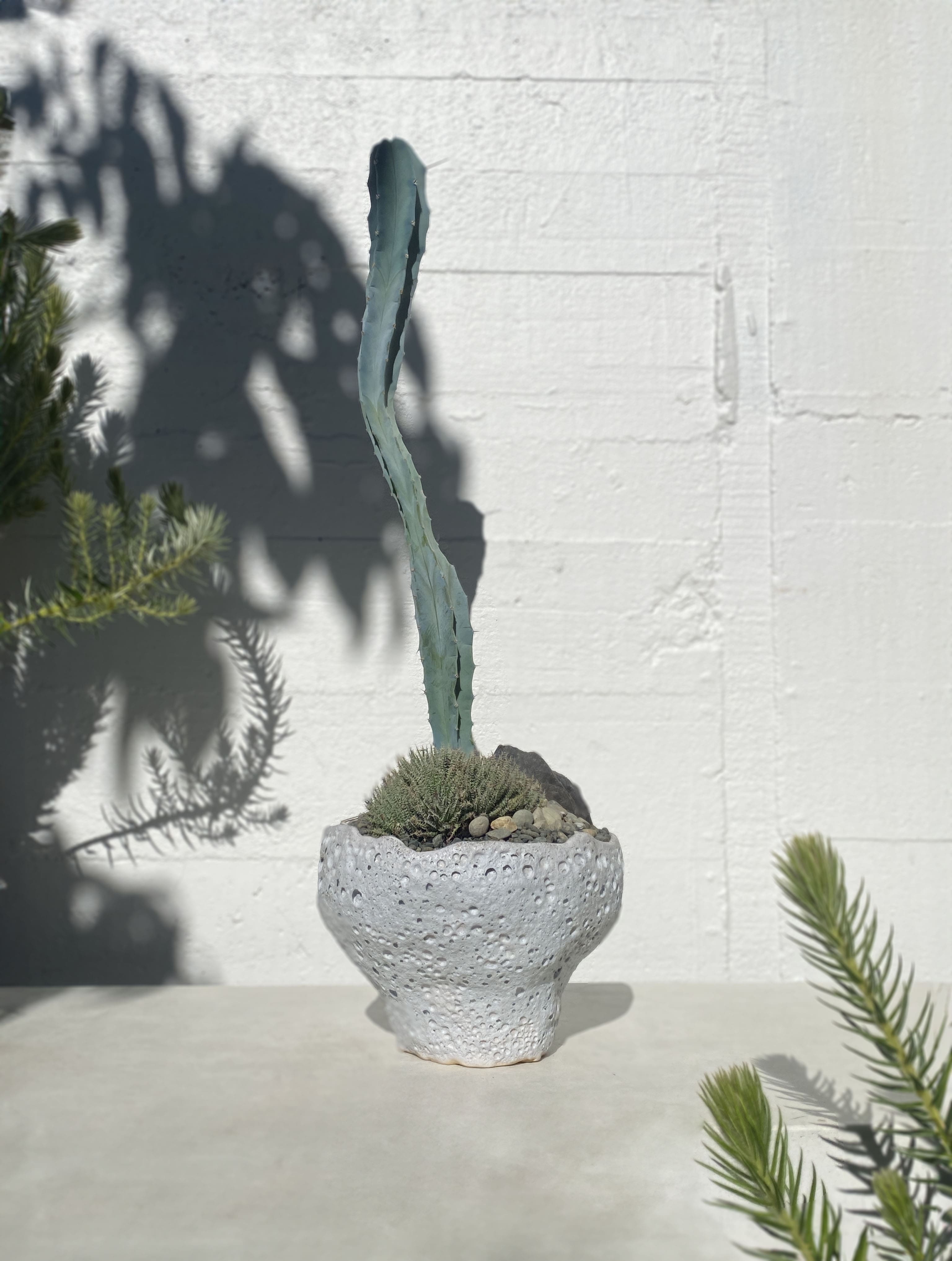 Planted sets – Babylon Store