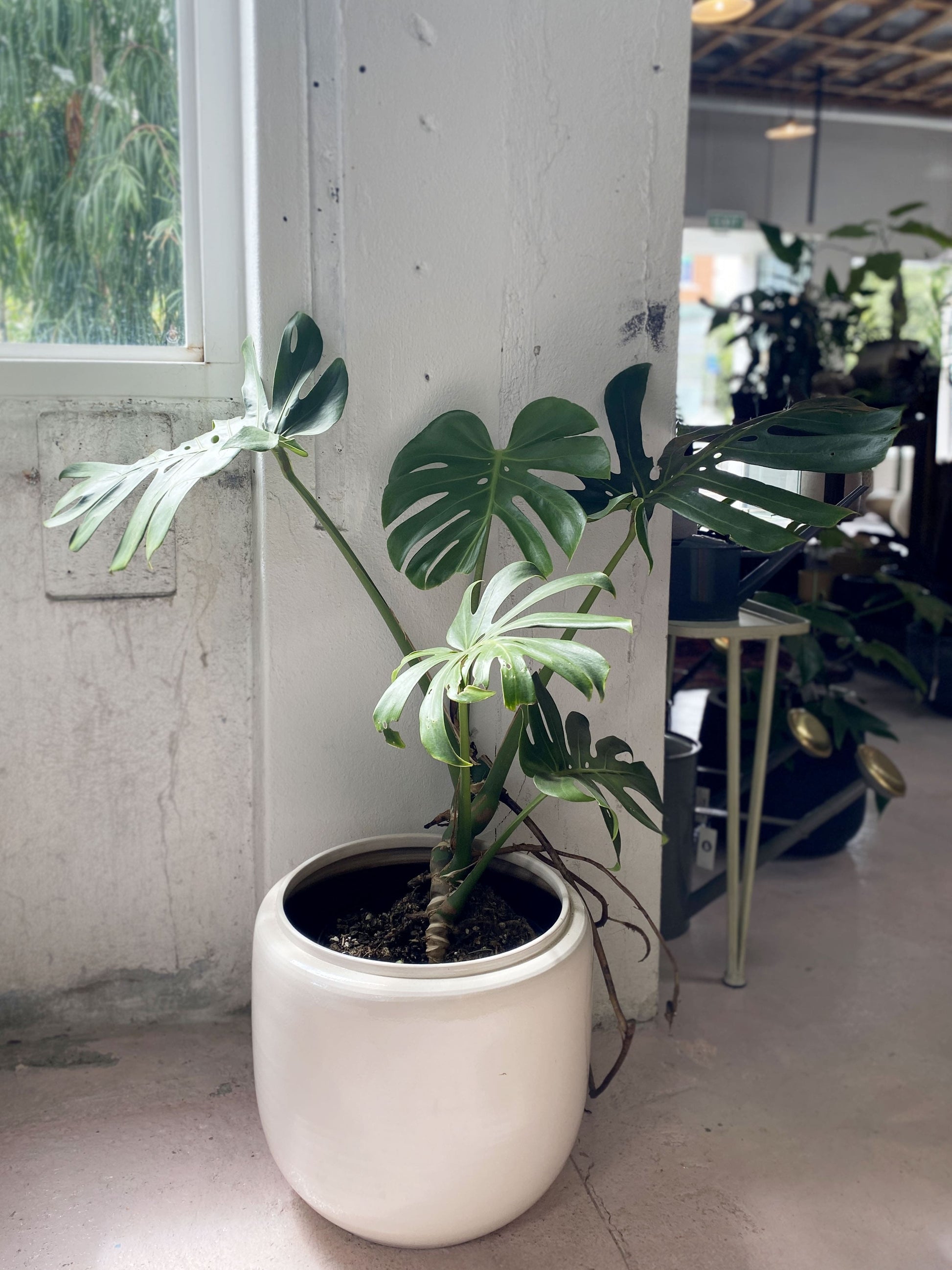 Monstera 'Deliciosa' – Babylon Store