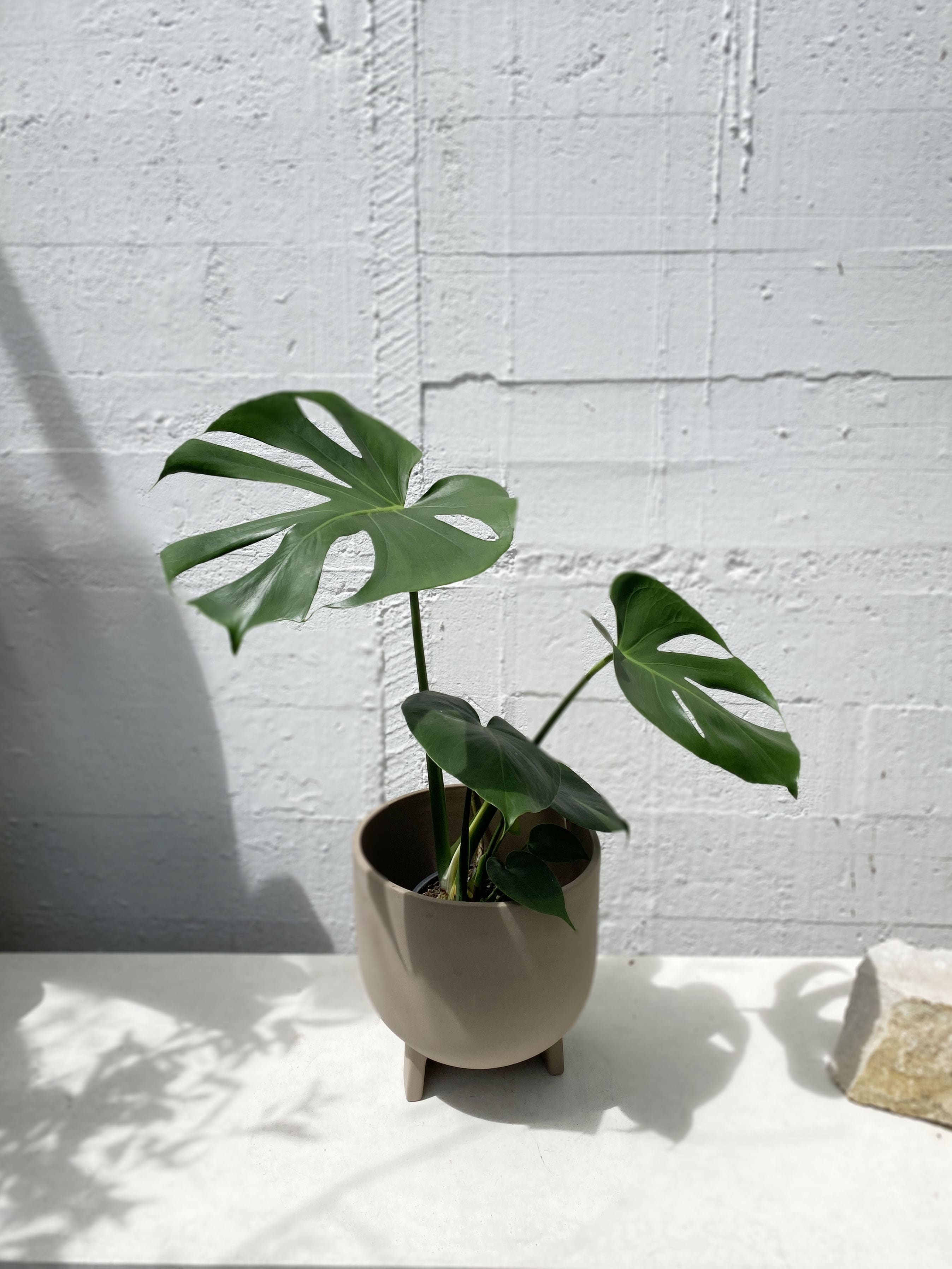 Monstera 'Deliciosa' – Babylon Store