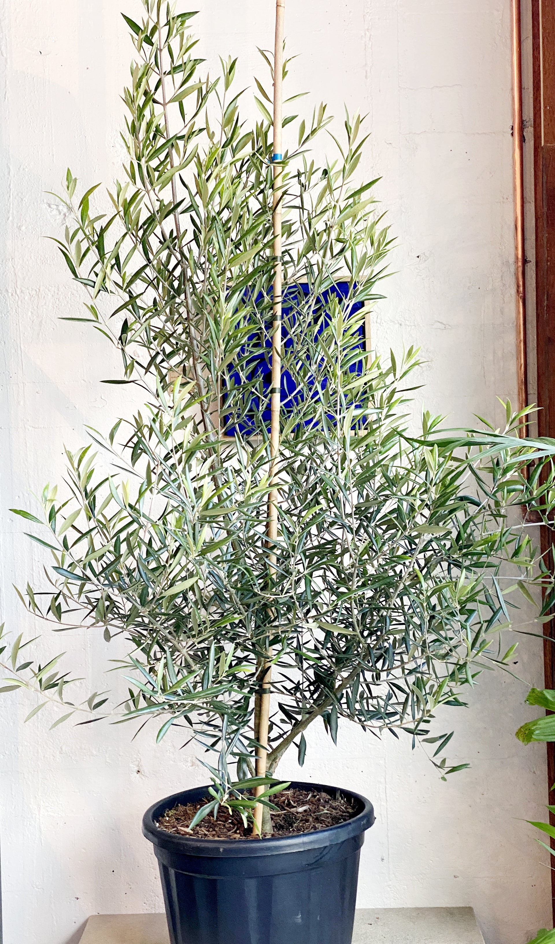 Olea - Olive Trees Small Grade – Babylon Store