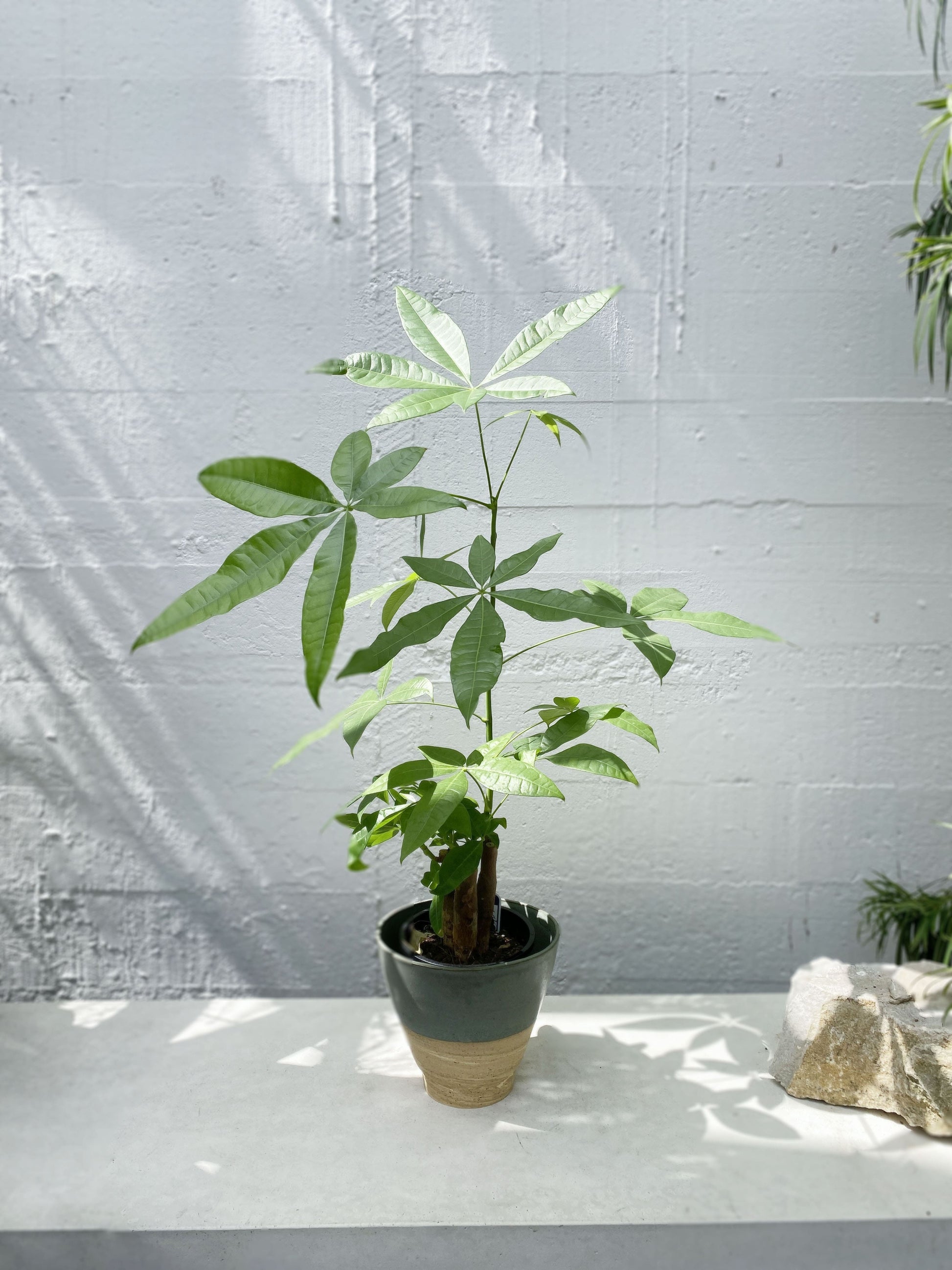 Pachira aquatica - Money Tree – Babylon Store
