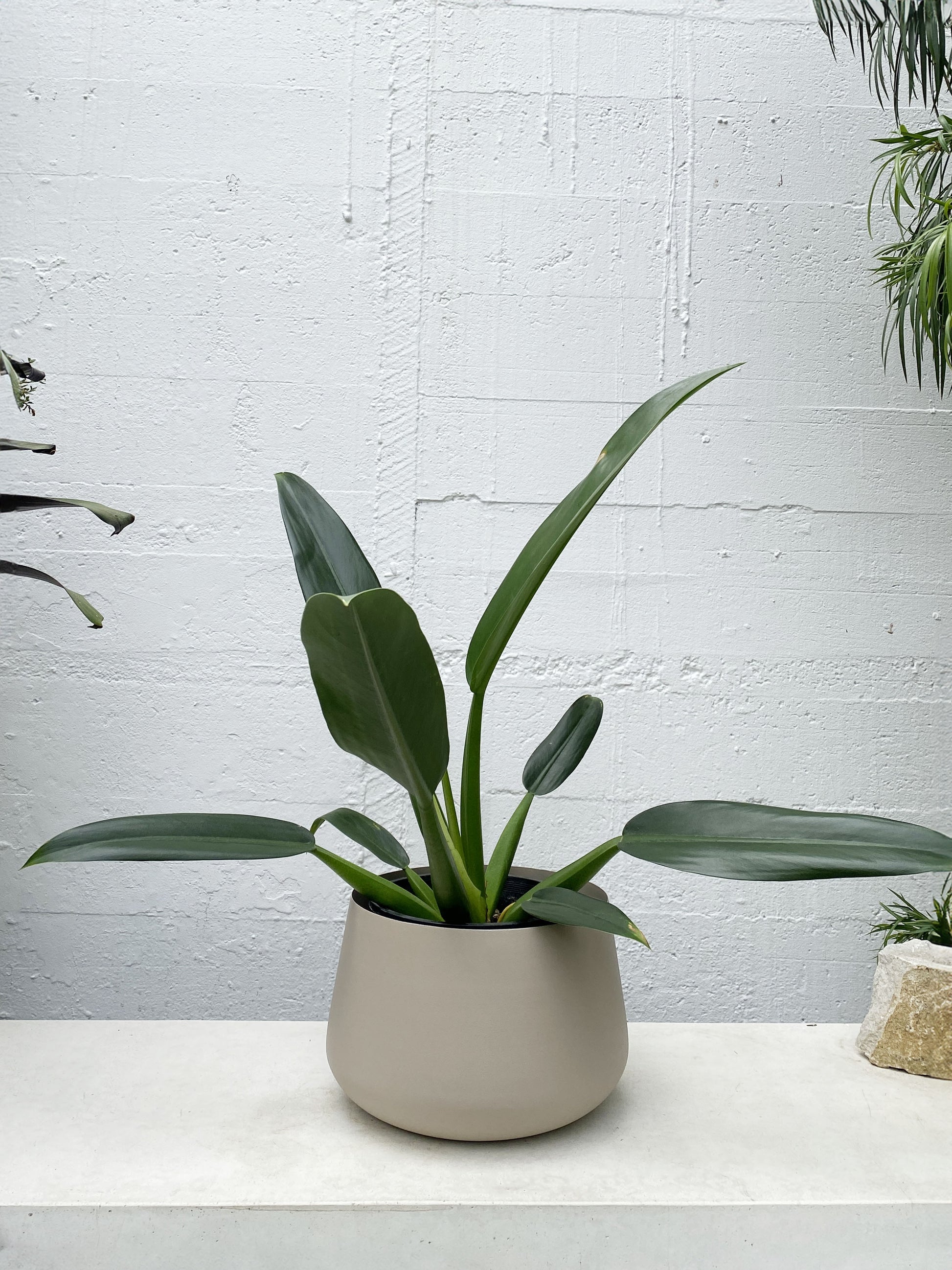 Philodendron 'Martianum' - Fat Boy – Babylon Store