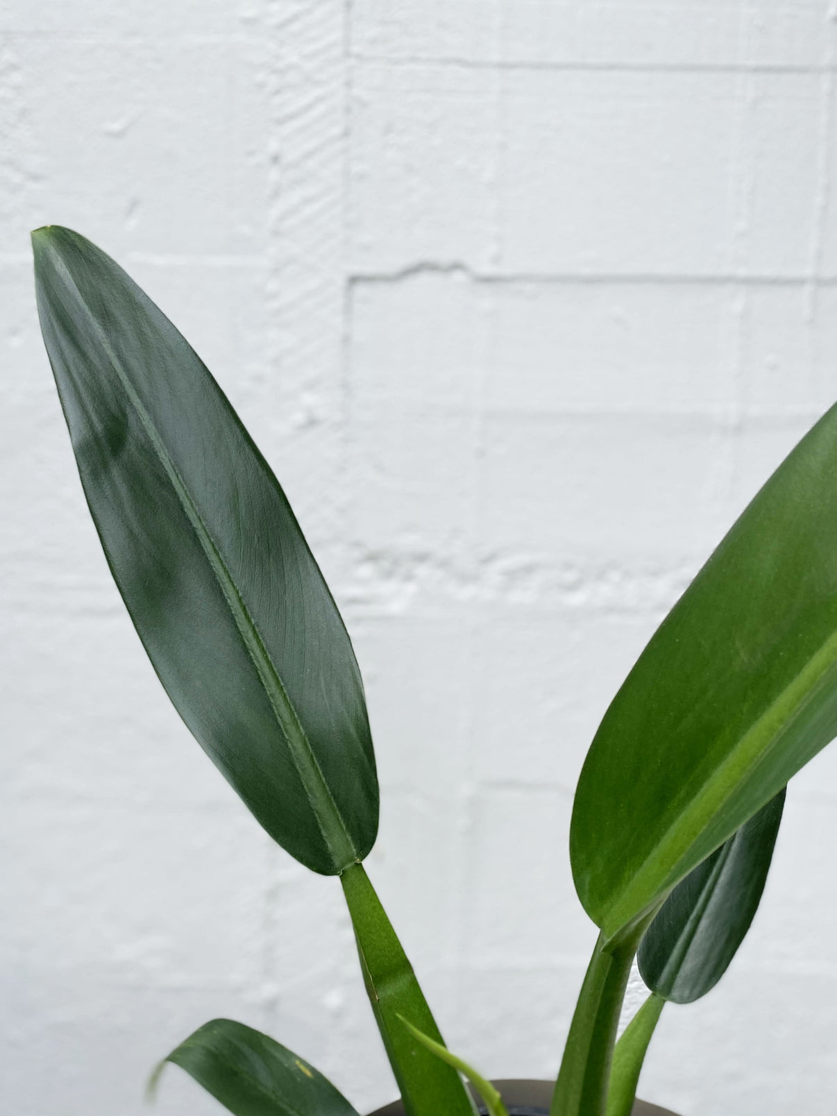 Philodendron 'Martianum' - Fat Boy – Babylon Store