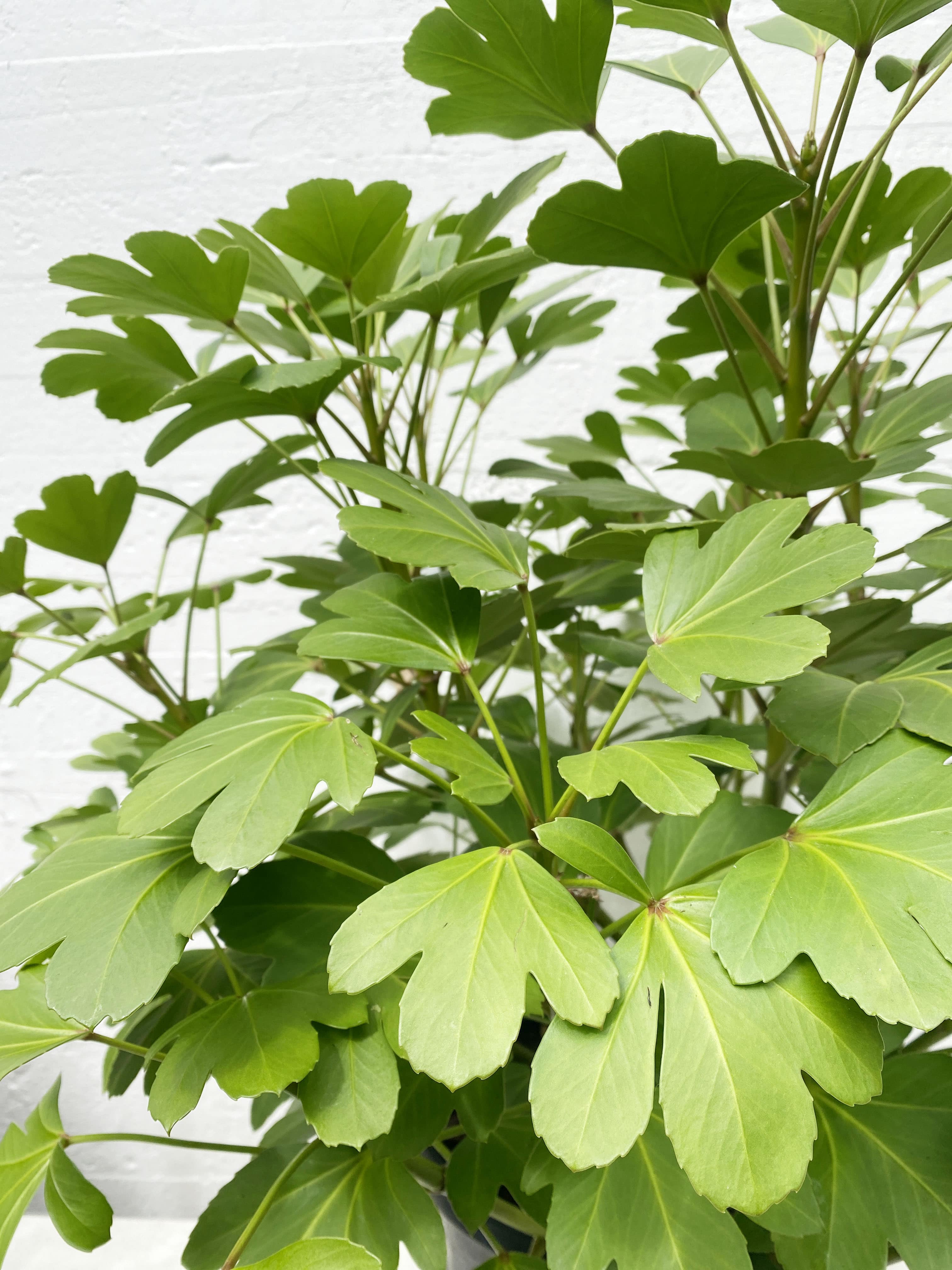 Pseudopanax 'Cyril Watson' – Babylon Store