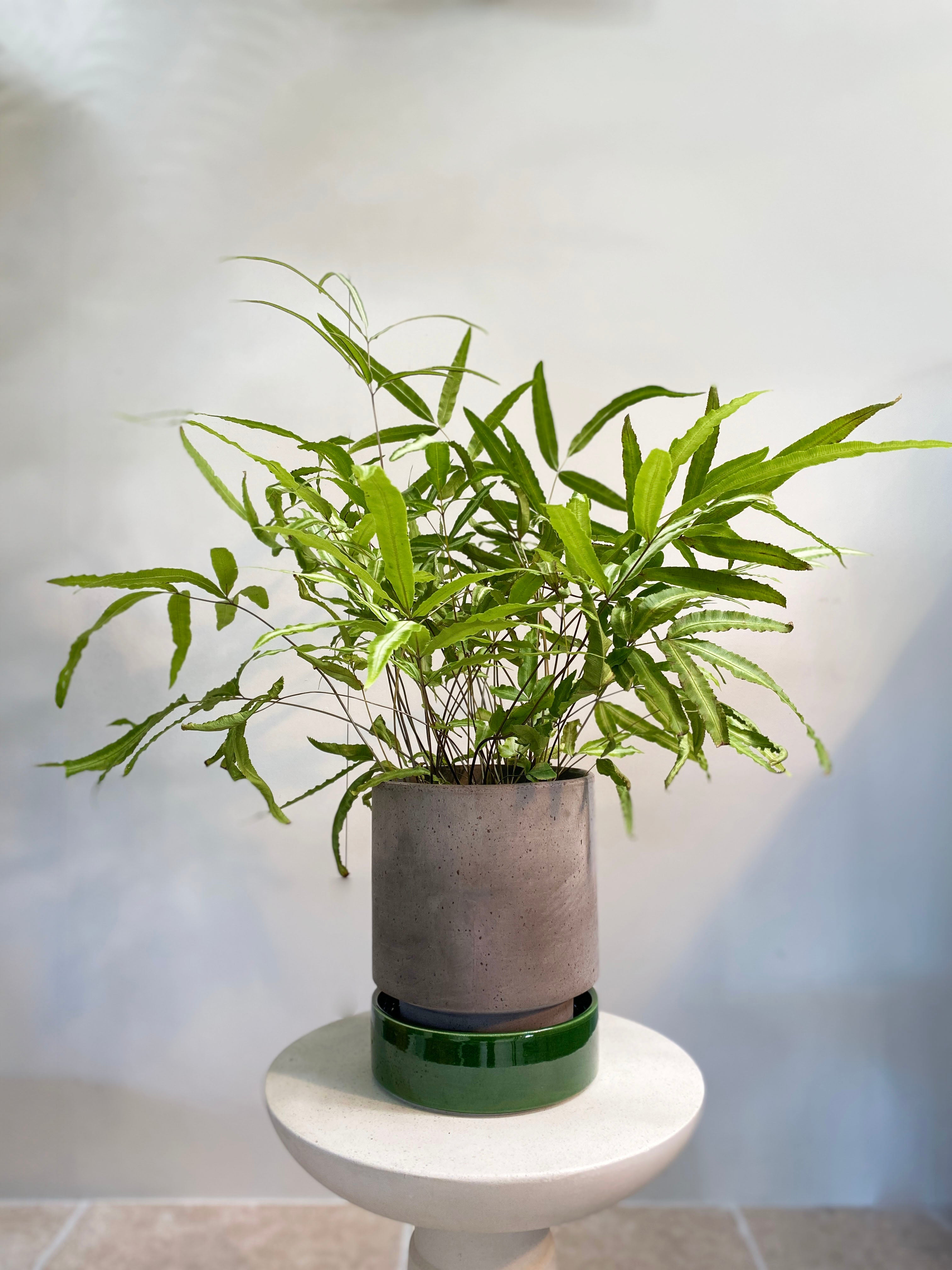 Indoor plants – Page 2 – Babylon Store