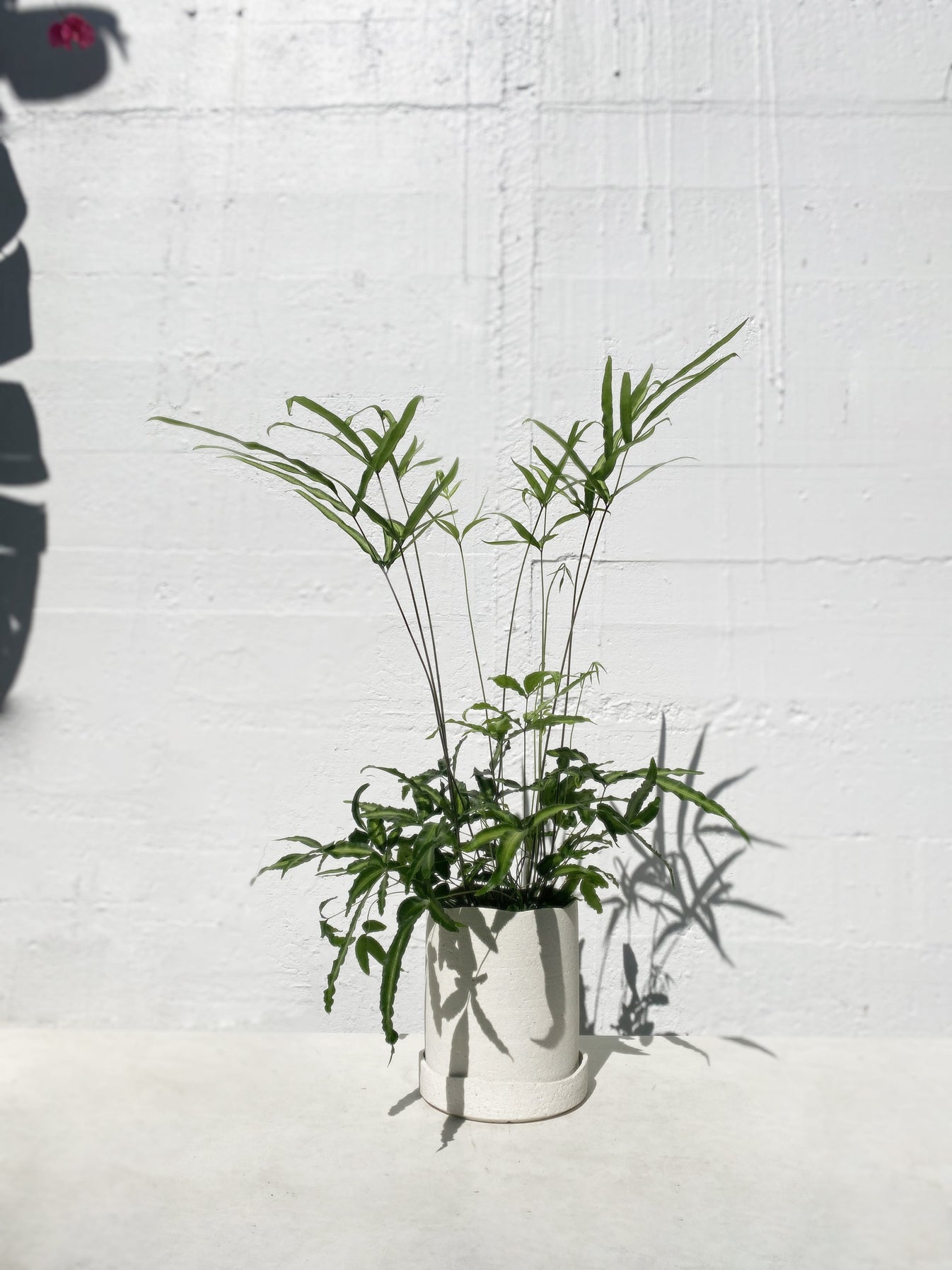 Pteris - silver ribbon fern – Babylon Store